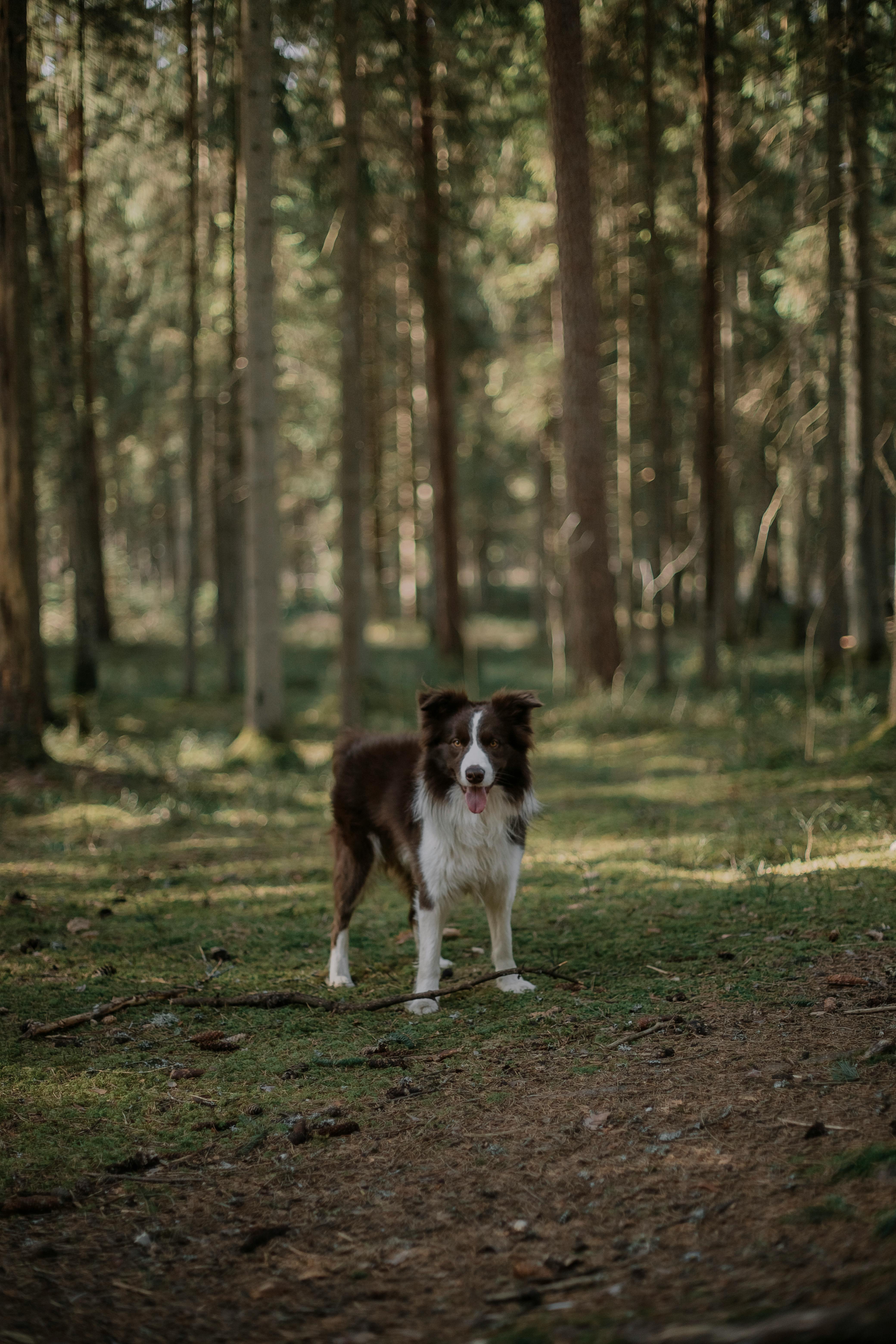 Photo of a Domestic Dog in a Forest · Free Stock Photo