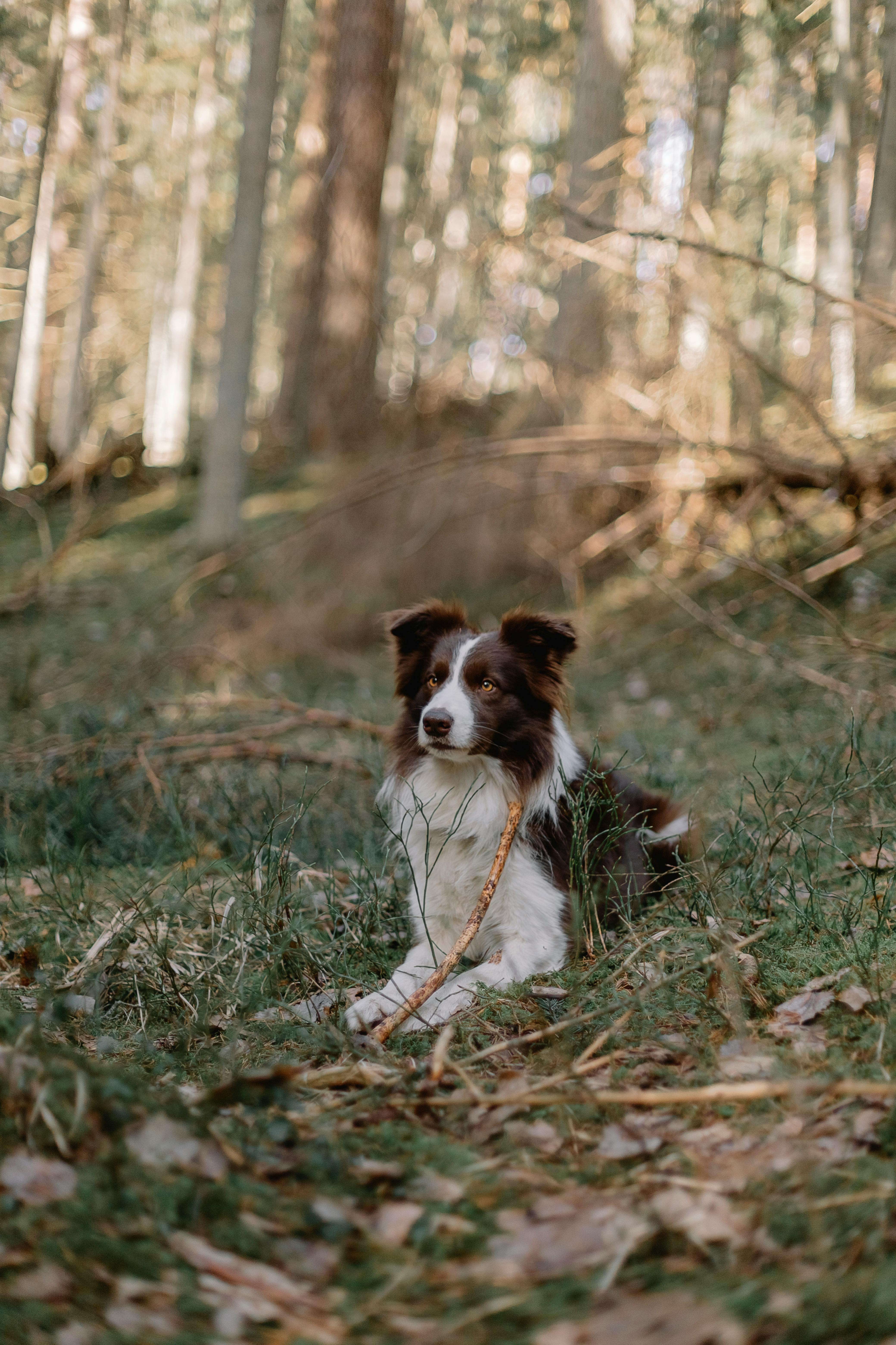 Photo of a Domestic Dog in a Forest · Free Stock Photo