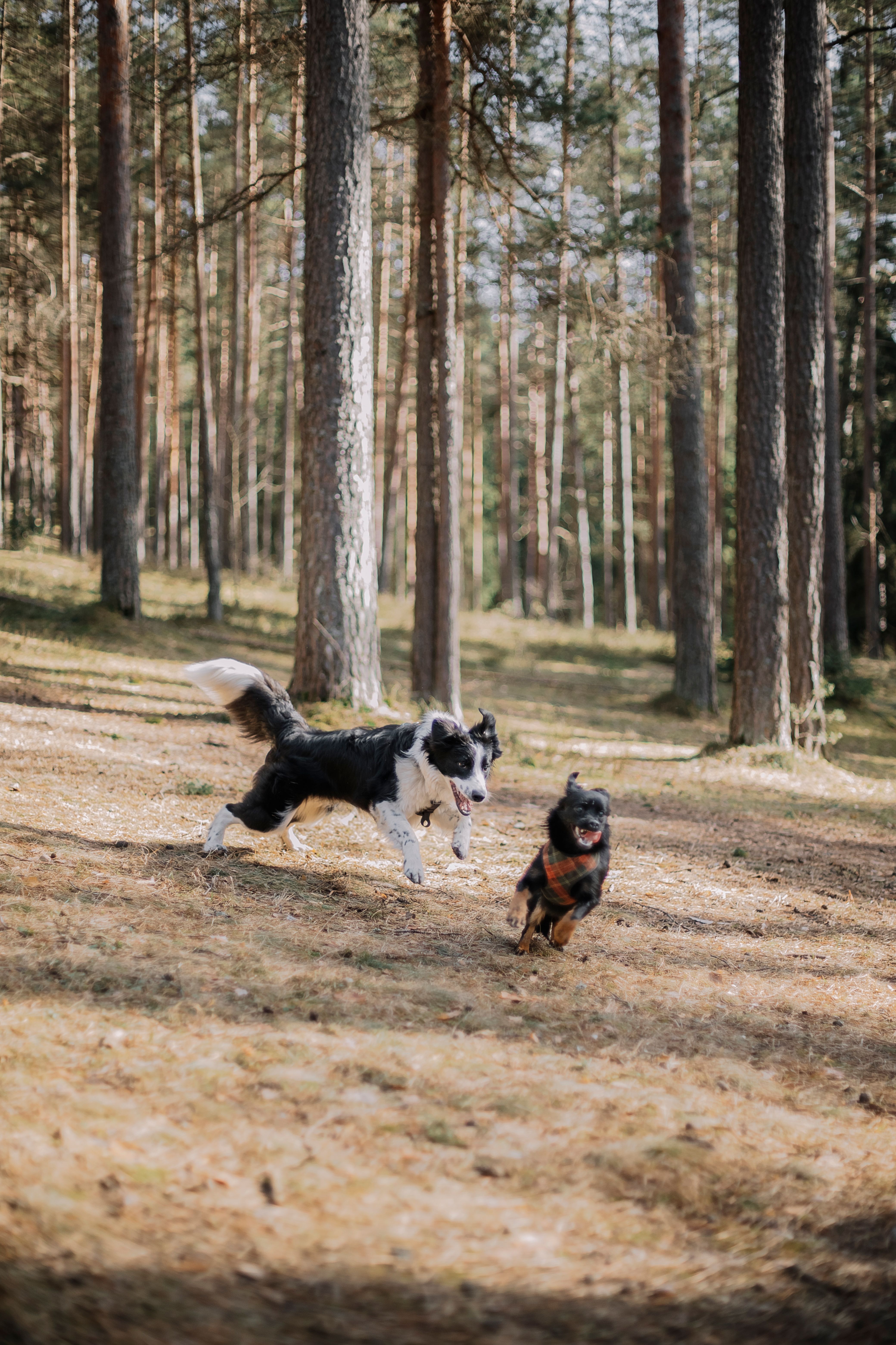 Photo of Domestic Dogs in a Forest · Free Stock Photo