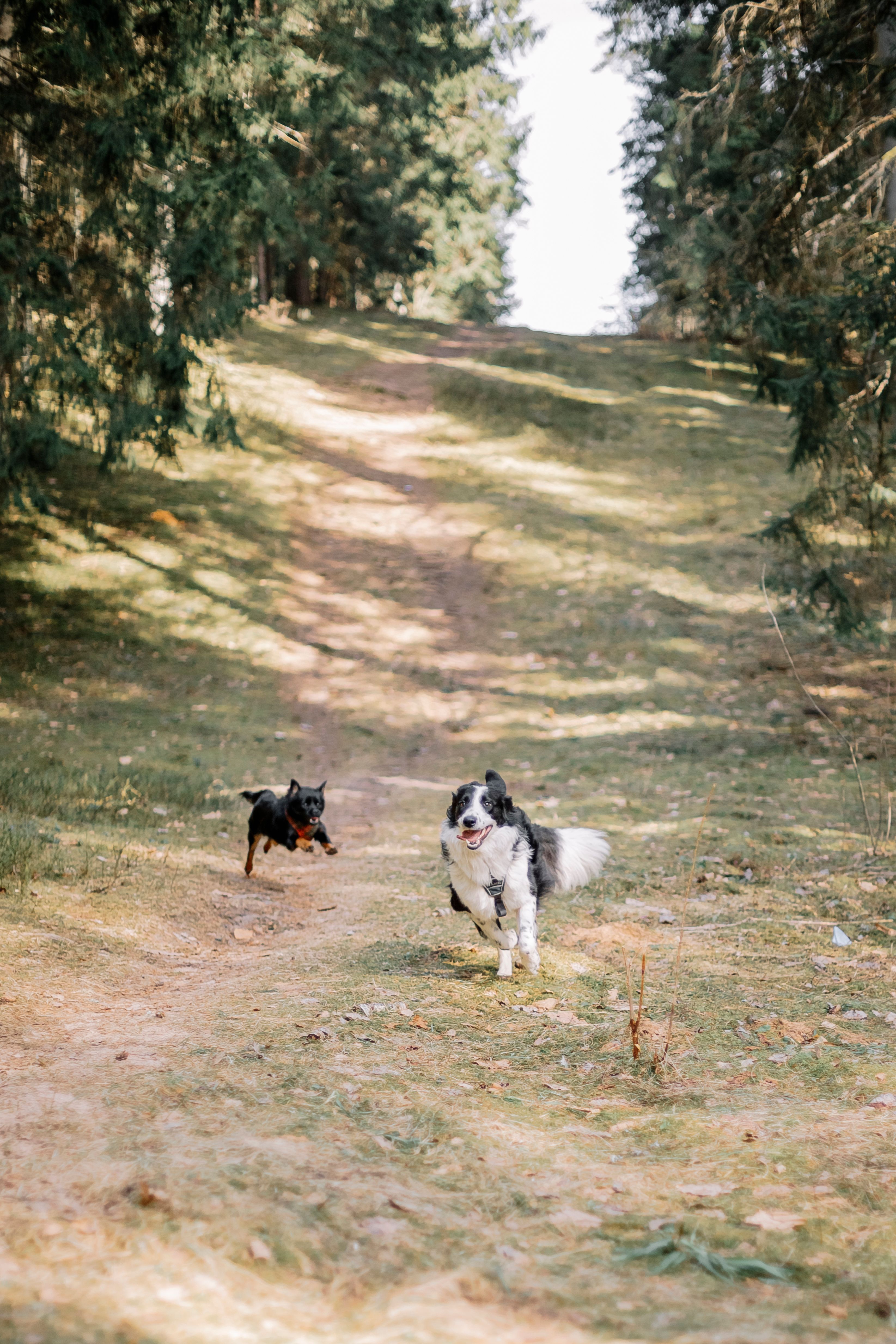 Dogs Running on the Field Under Blue Sky · Free Stock Photo