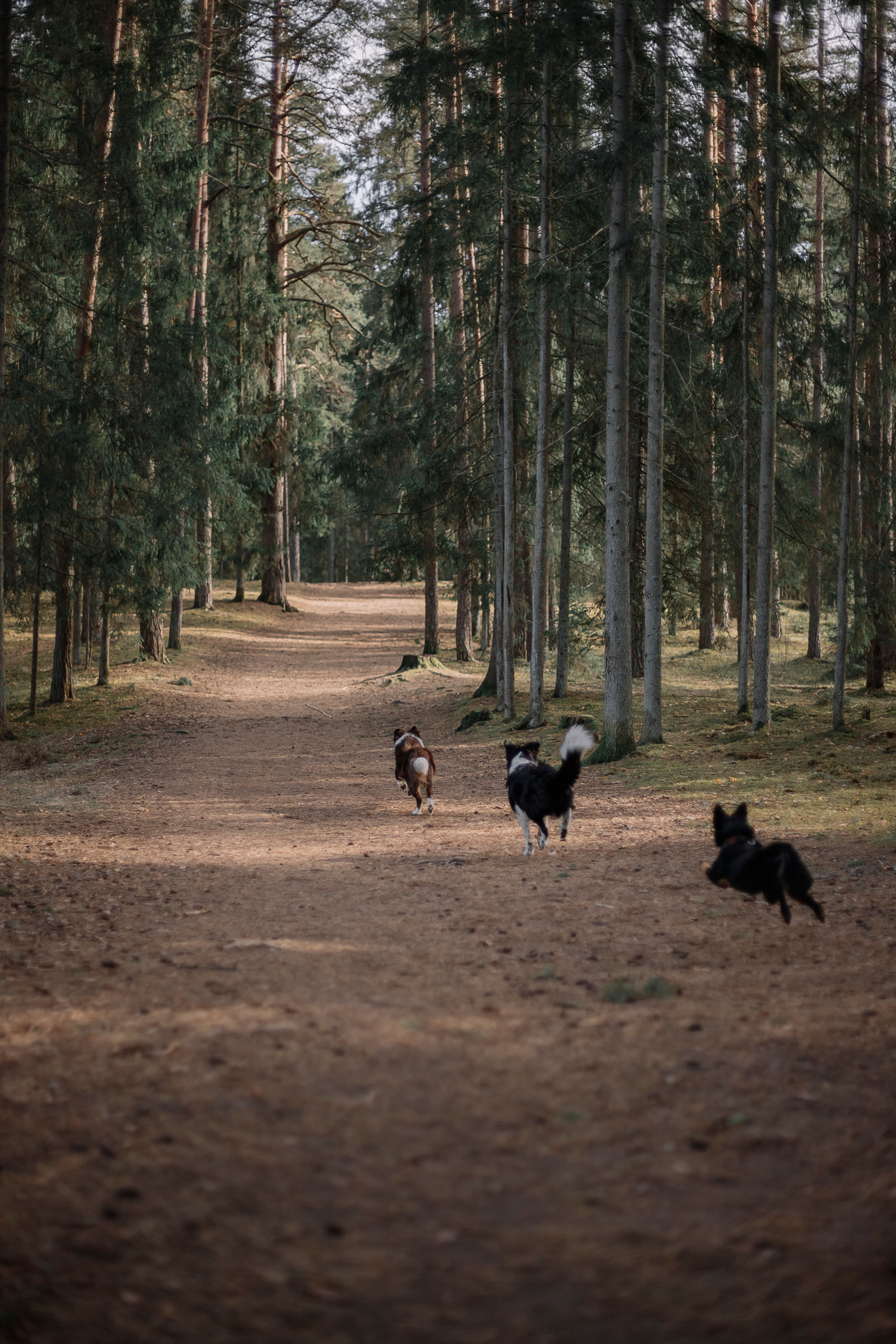 Photo of Domestic Dogs in a Forest · Free Stock Photo