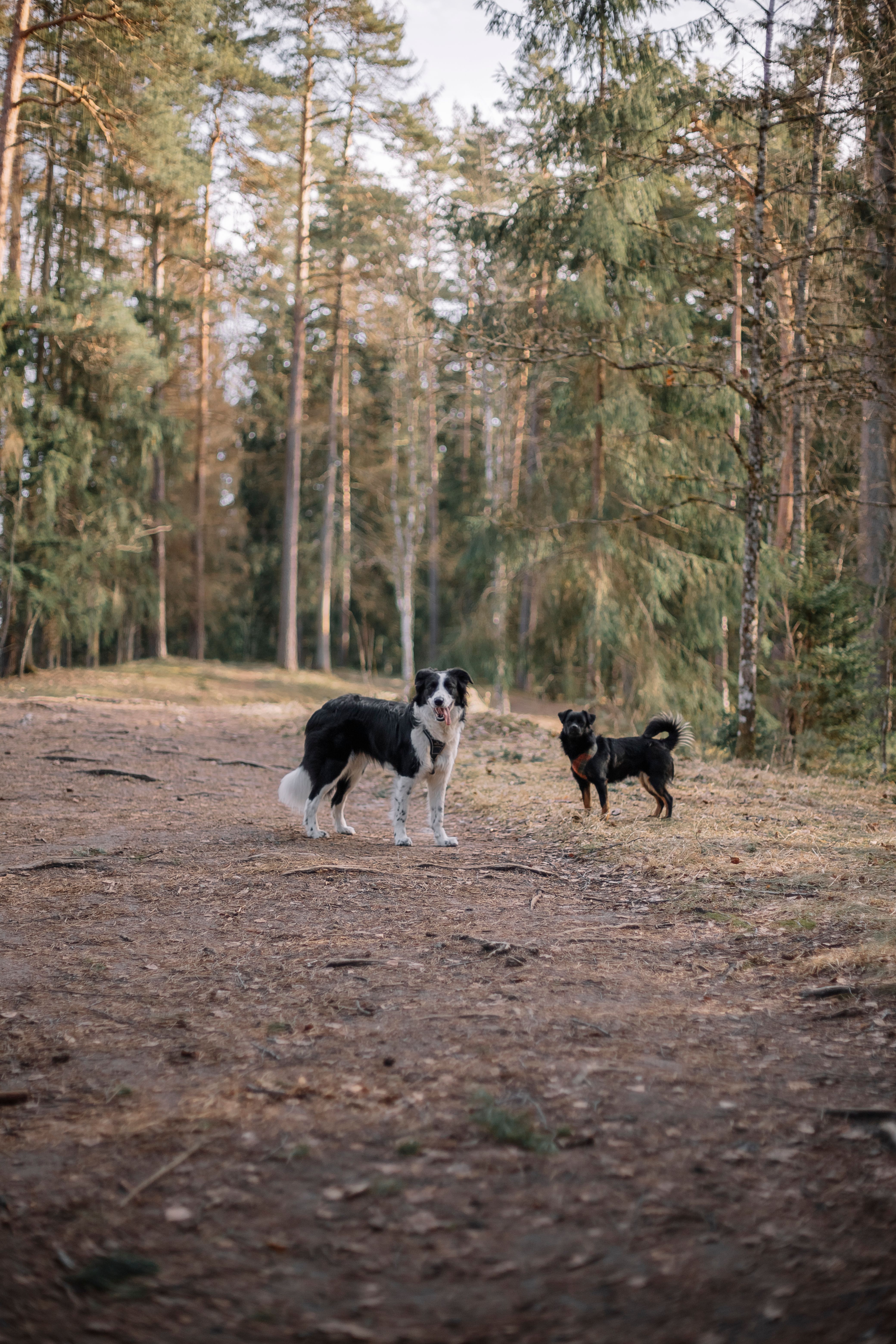 Two Dogs in a Forest · Free Stock Photo