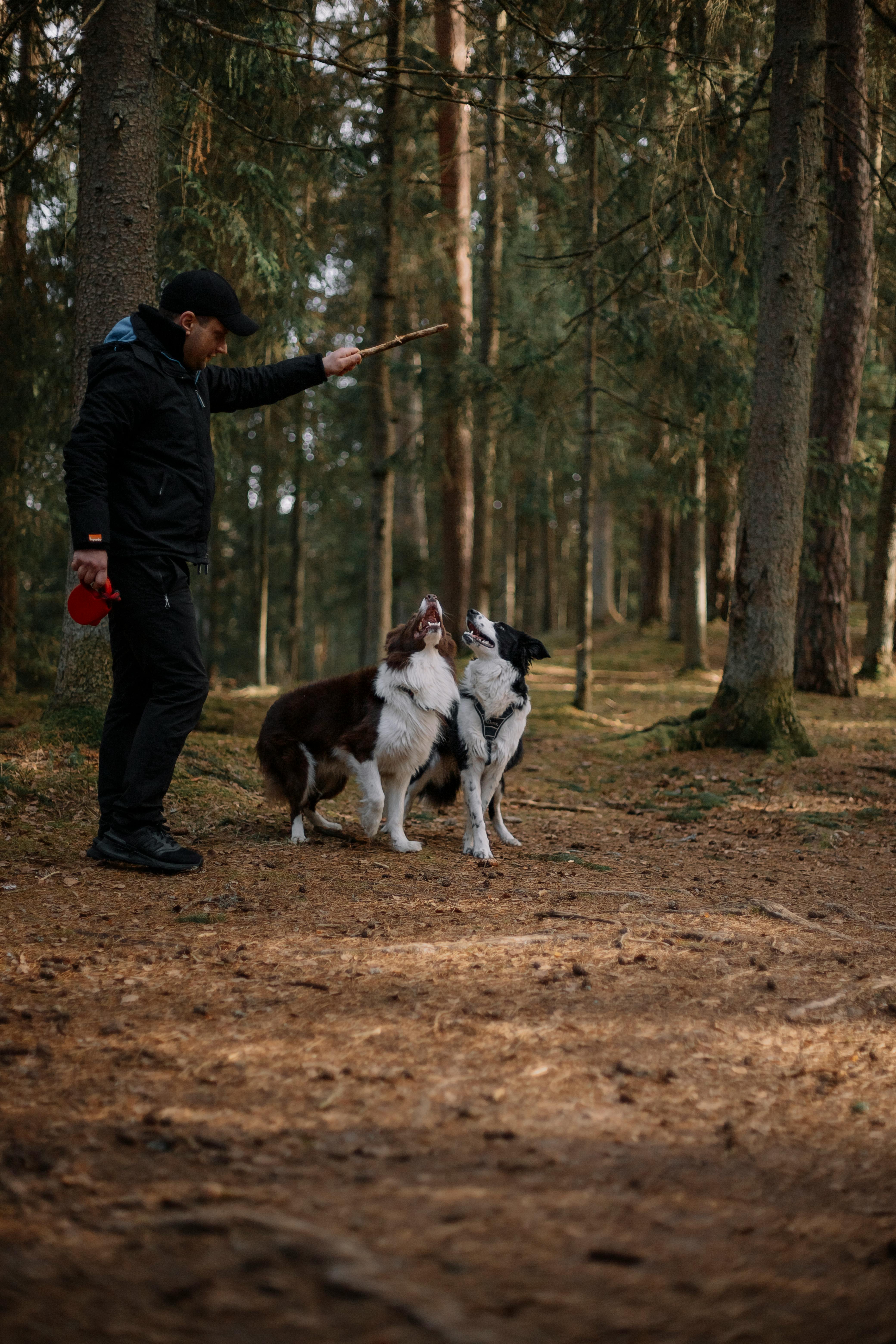Man Walking his Dogs in a Forest · Free Stock Photo