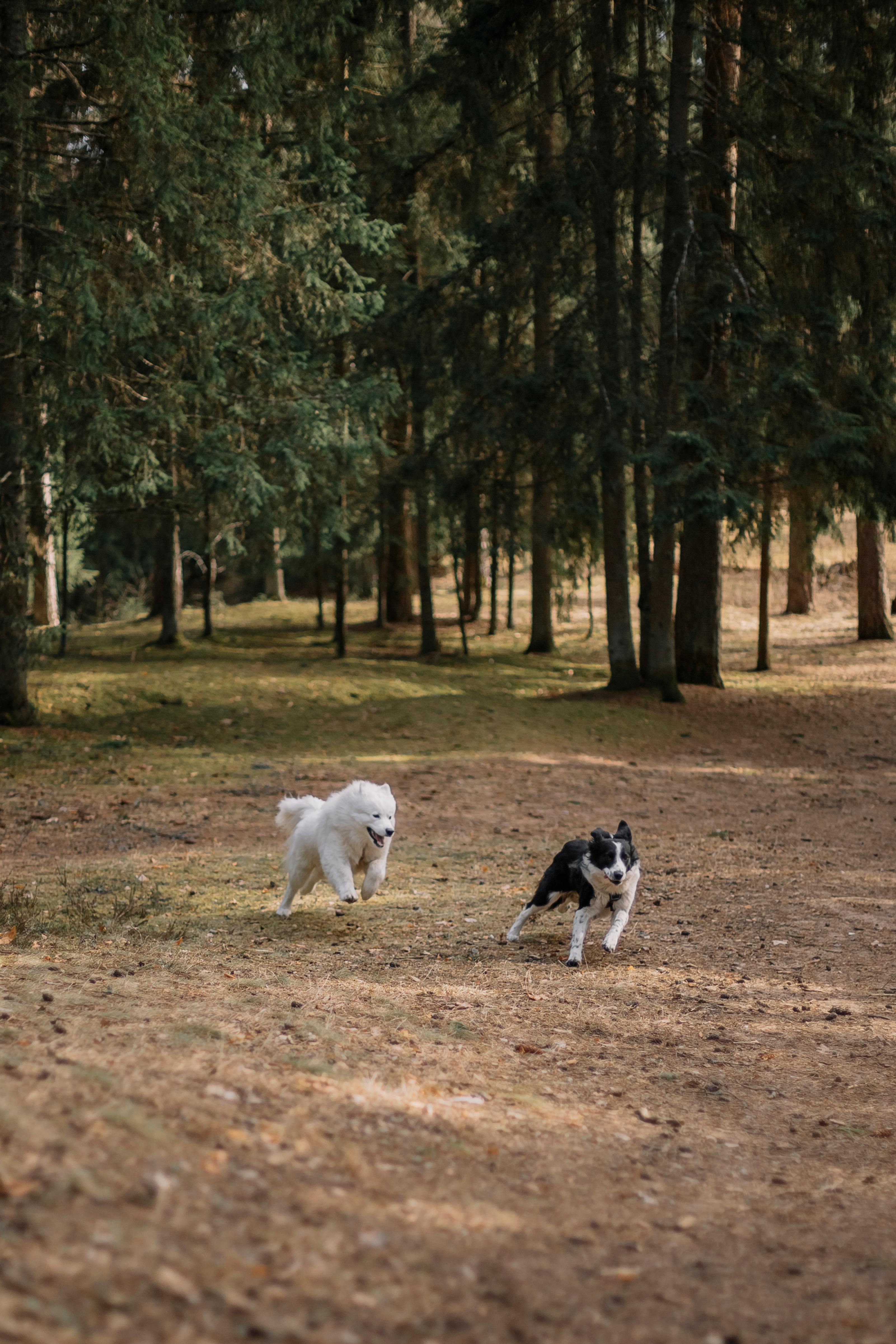 Two Dogs Running in a Forest · Free Stock Photo