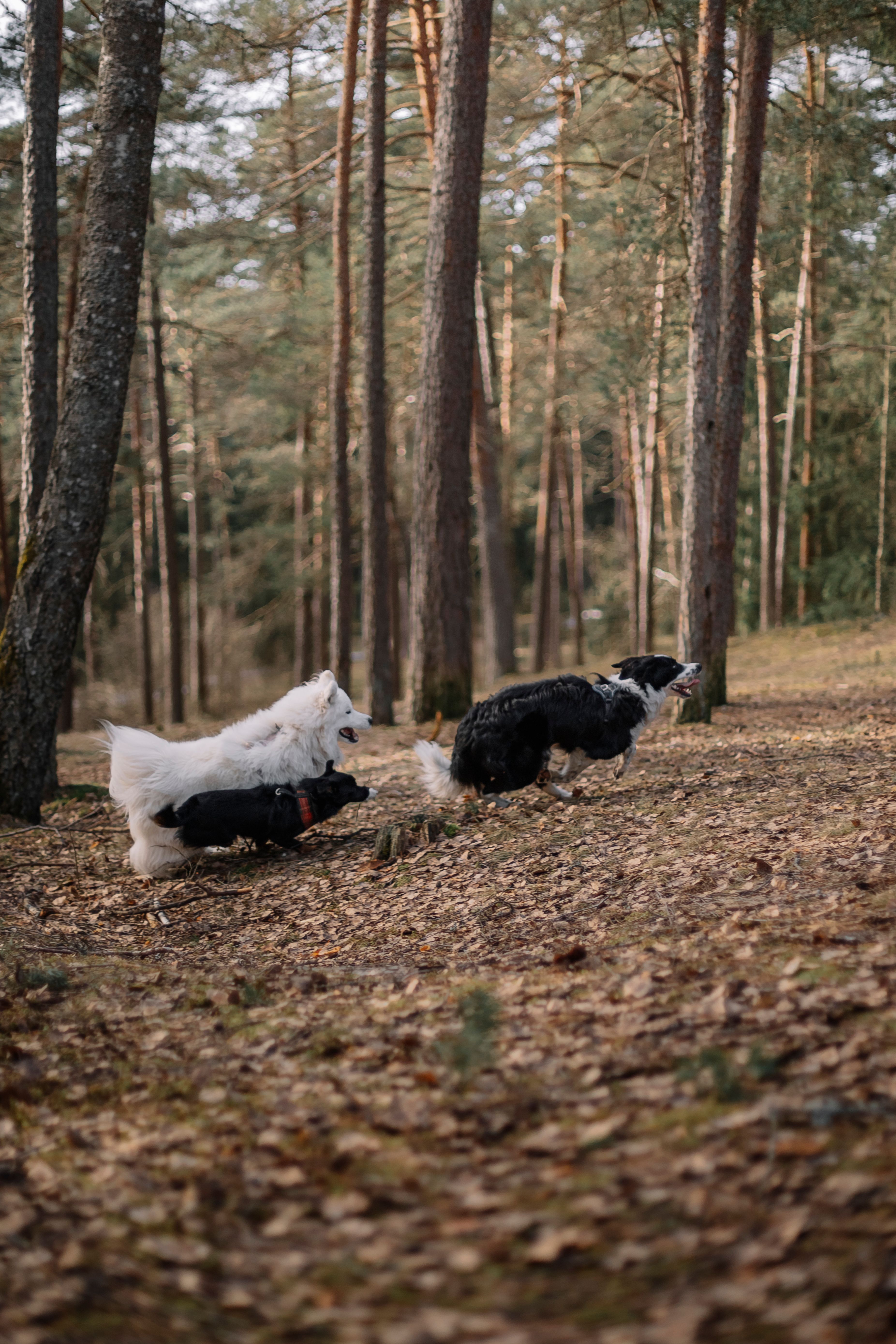 Photo of Domestic Dogs in a Forest · Free Stock Photo
