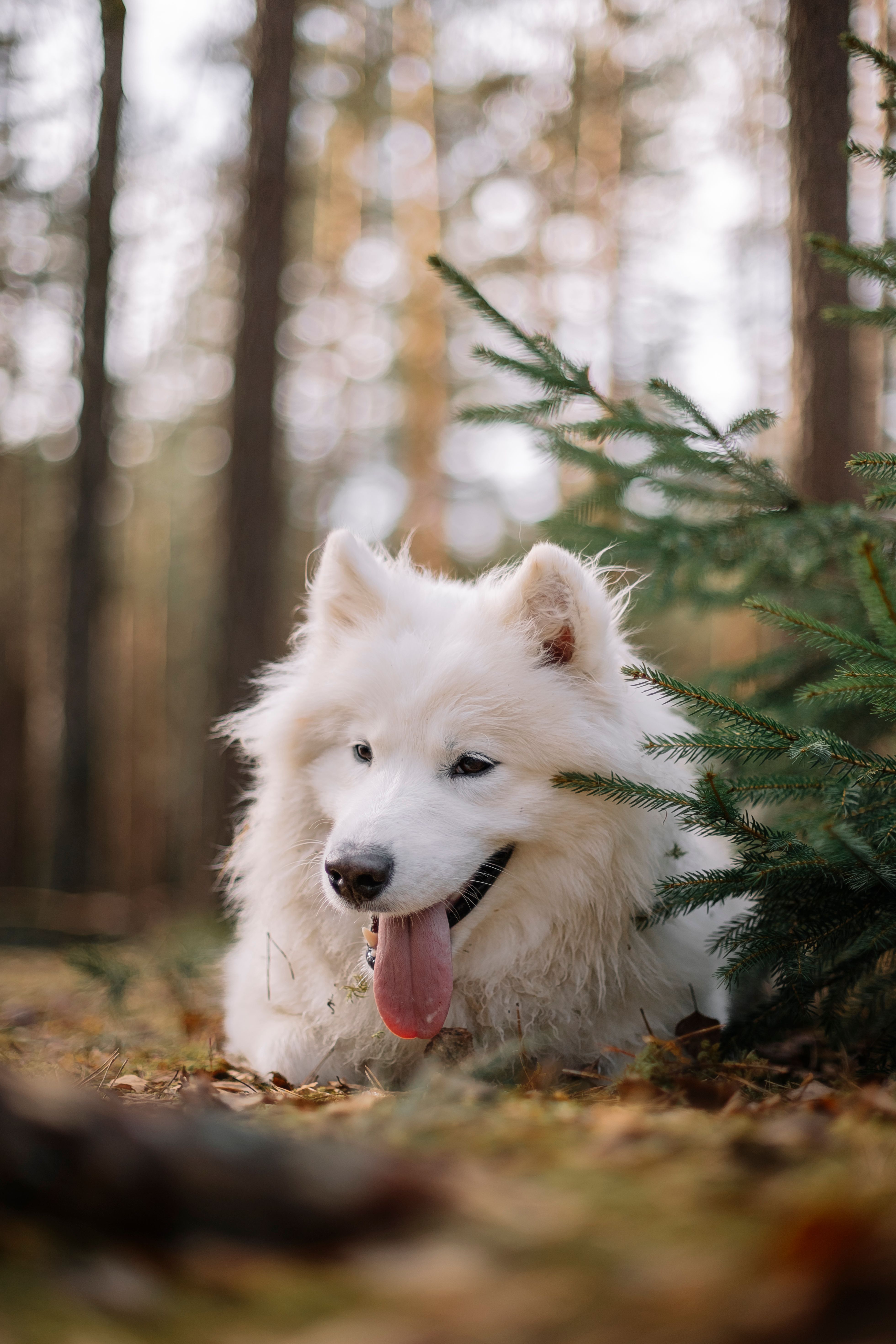 Photo of a Dog in a Forest · Free Stock Photo