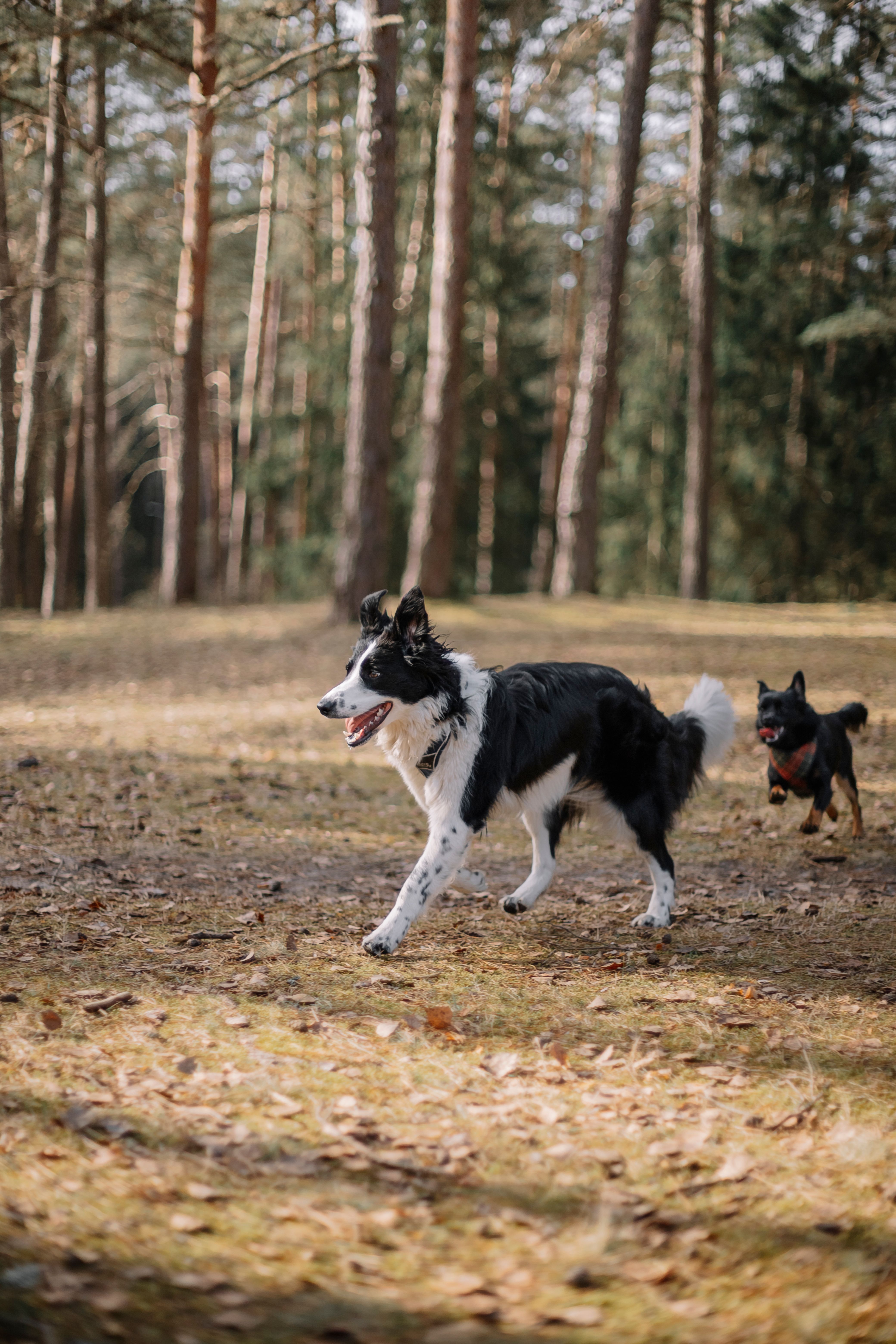 Photo of Domestic Dogs in a Forest · Free Stock Photo