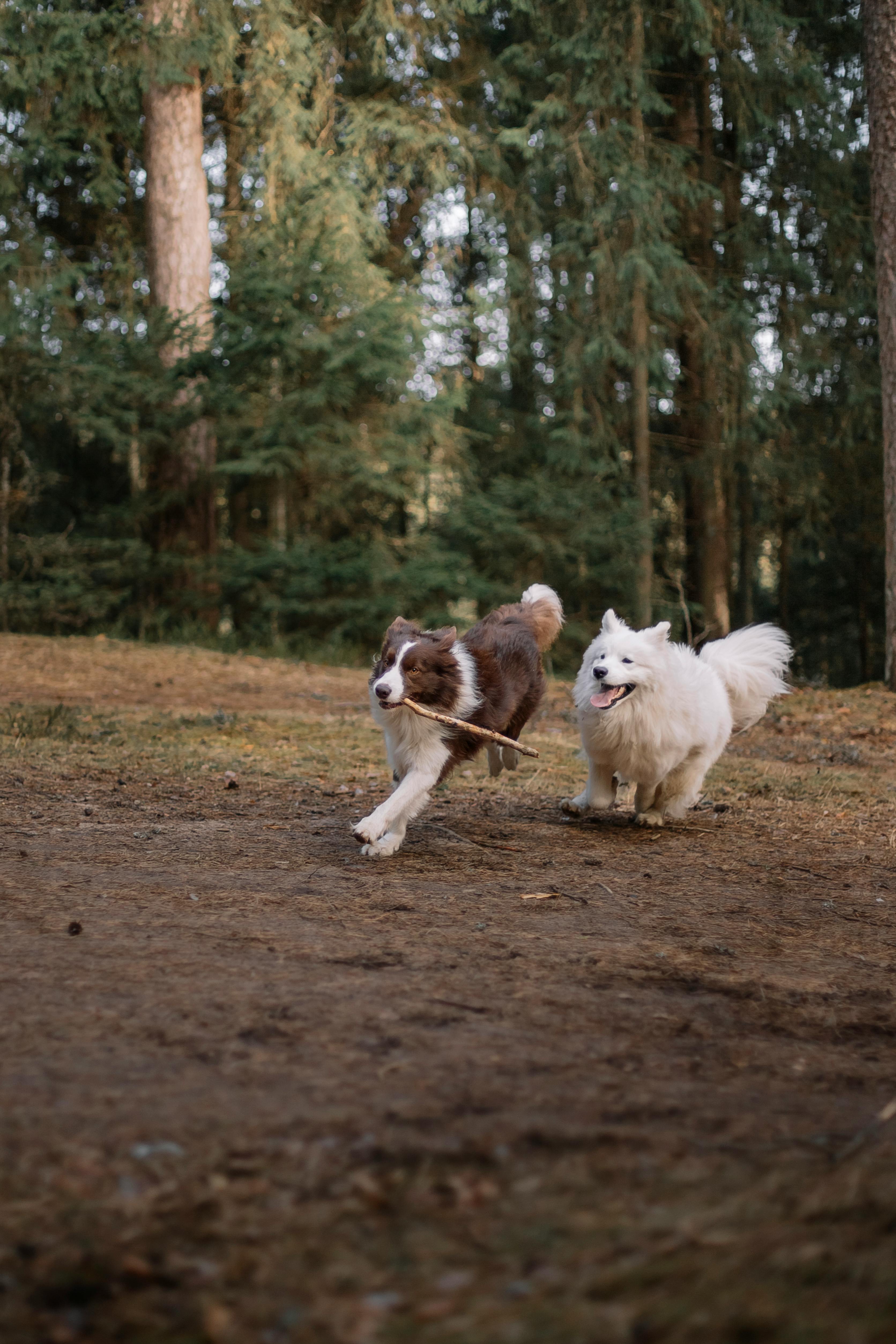 Dogs Running on the Field Under Blue Sky · Free Stock Photo