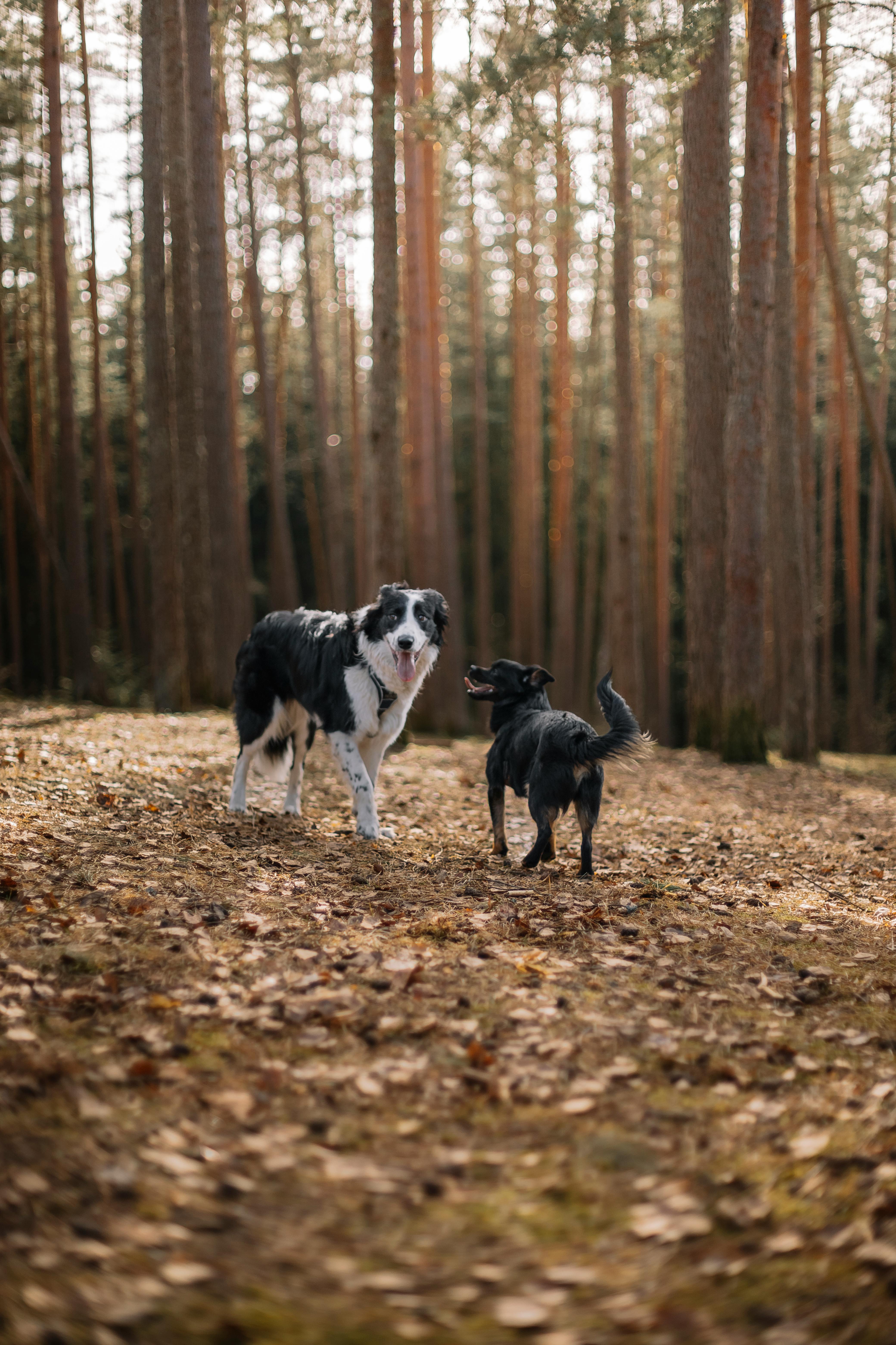 Dogs Standing in Conifer Forest · Free Stock Photo