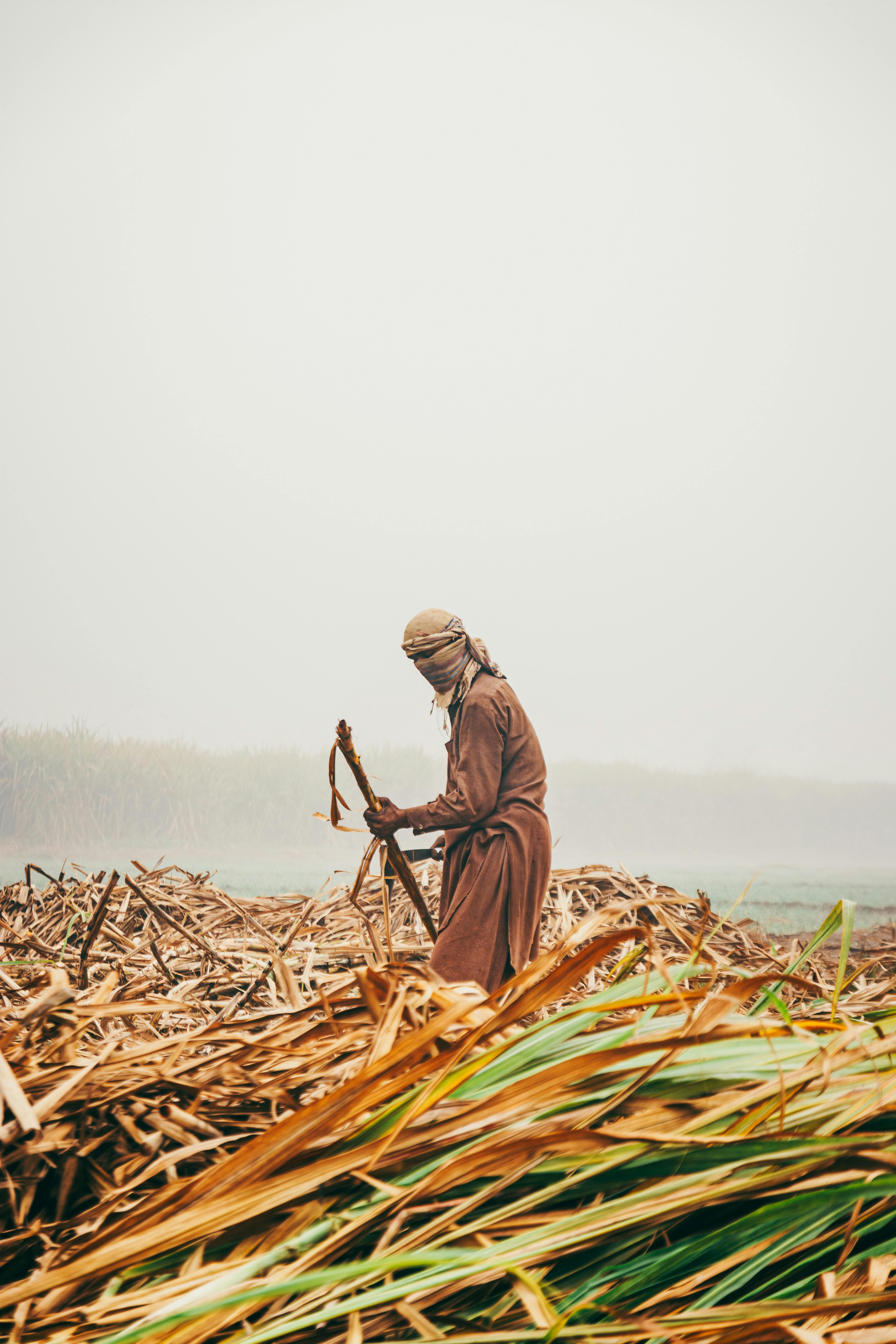 Man Harvesting Crops · Free Stock Photo