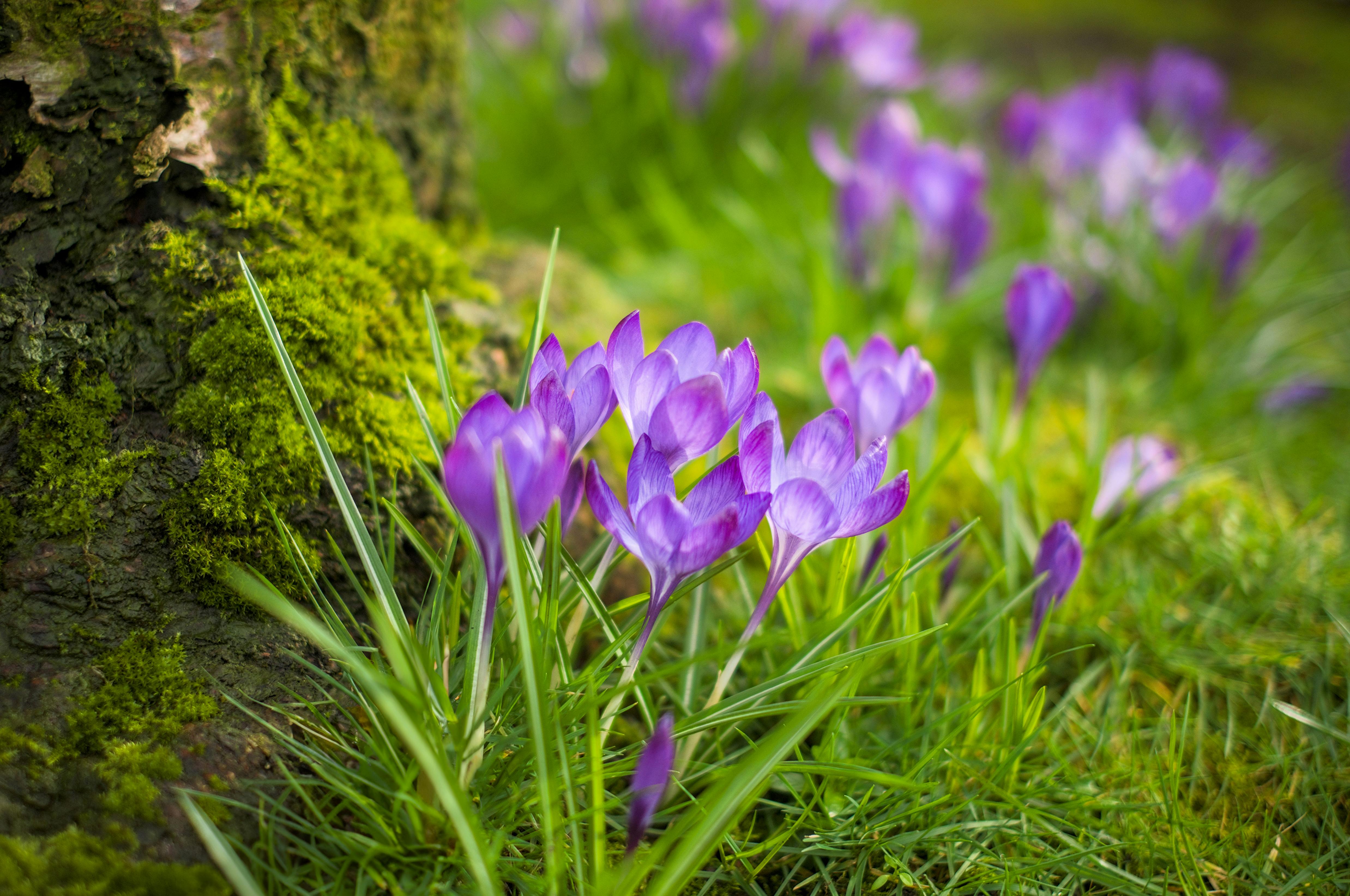 Purple Crocuses by Tree · Free Stock Photo