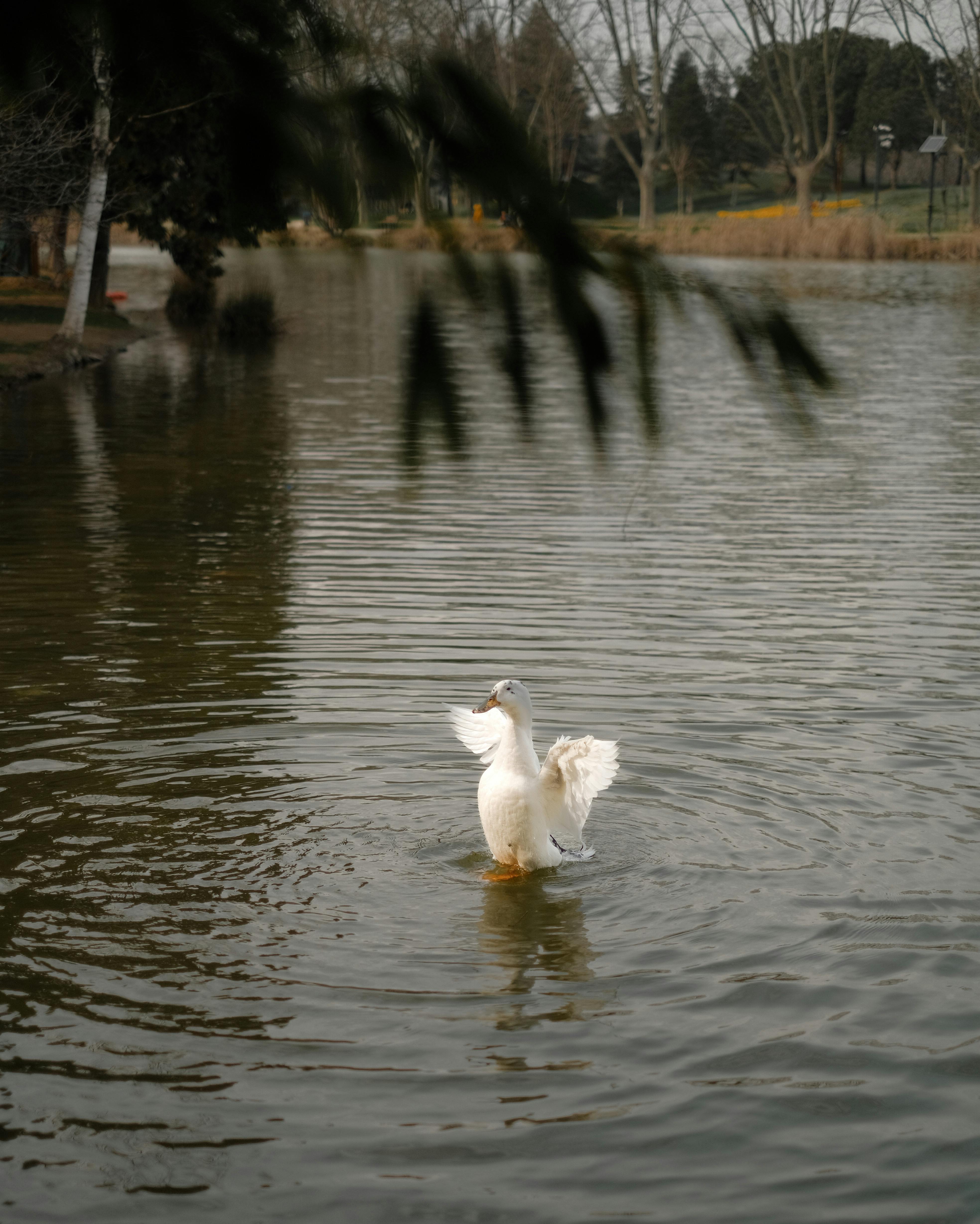 Peking Goose on a Lake · Free Stock Photo