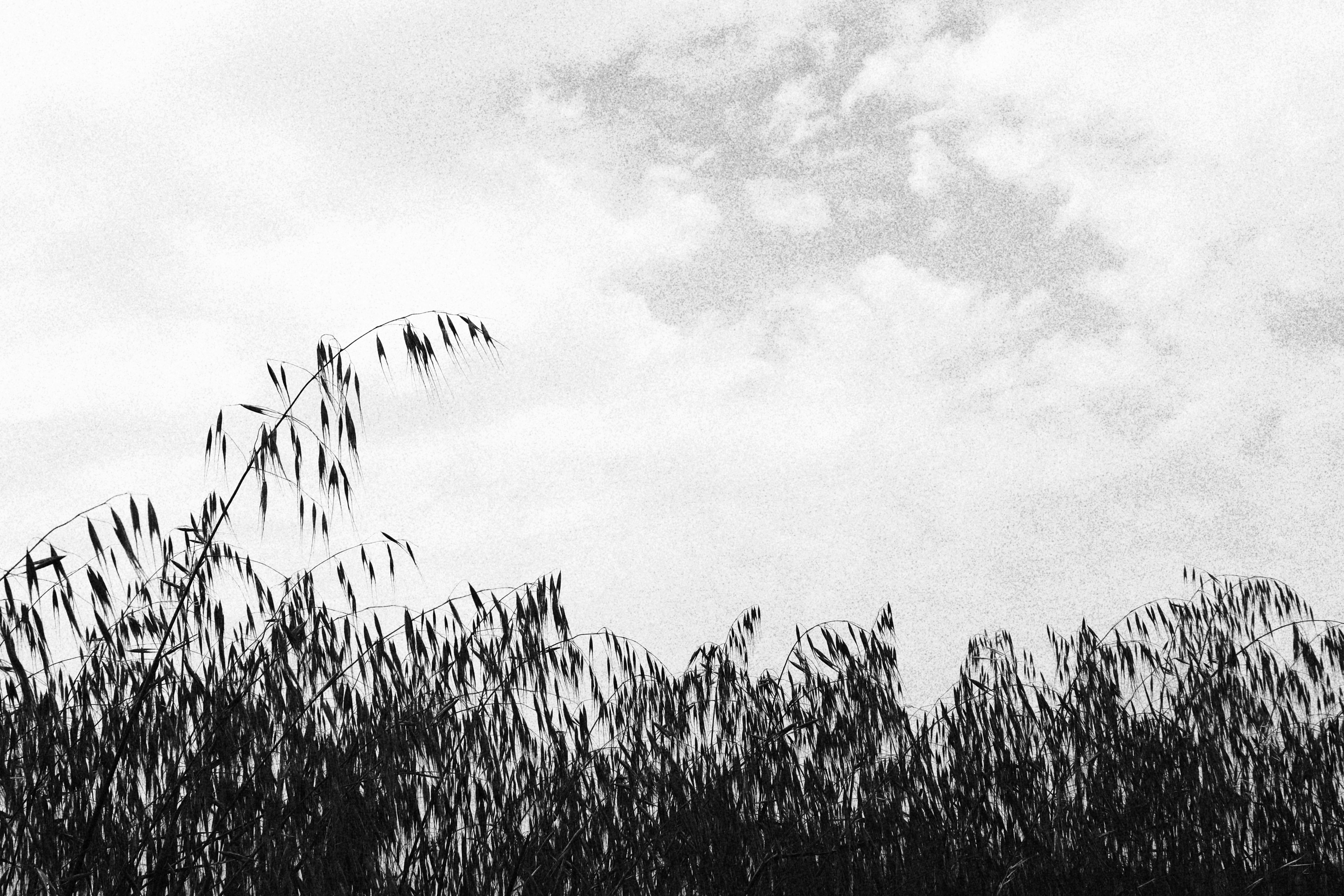 Black and White Photography of Ditch Reed · Free Stock Photo
