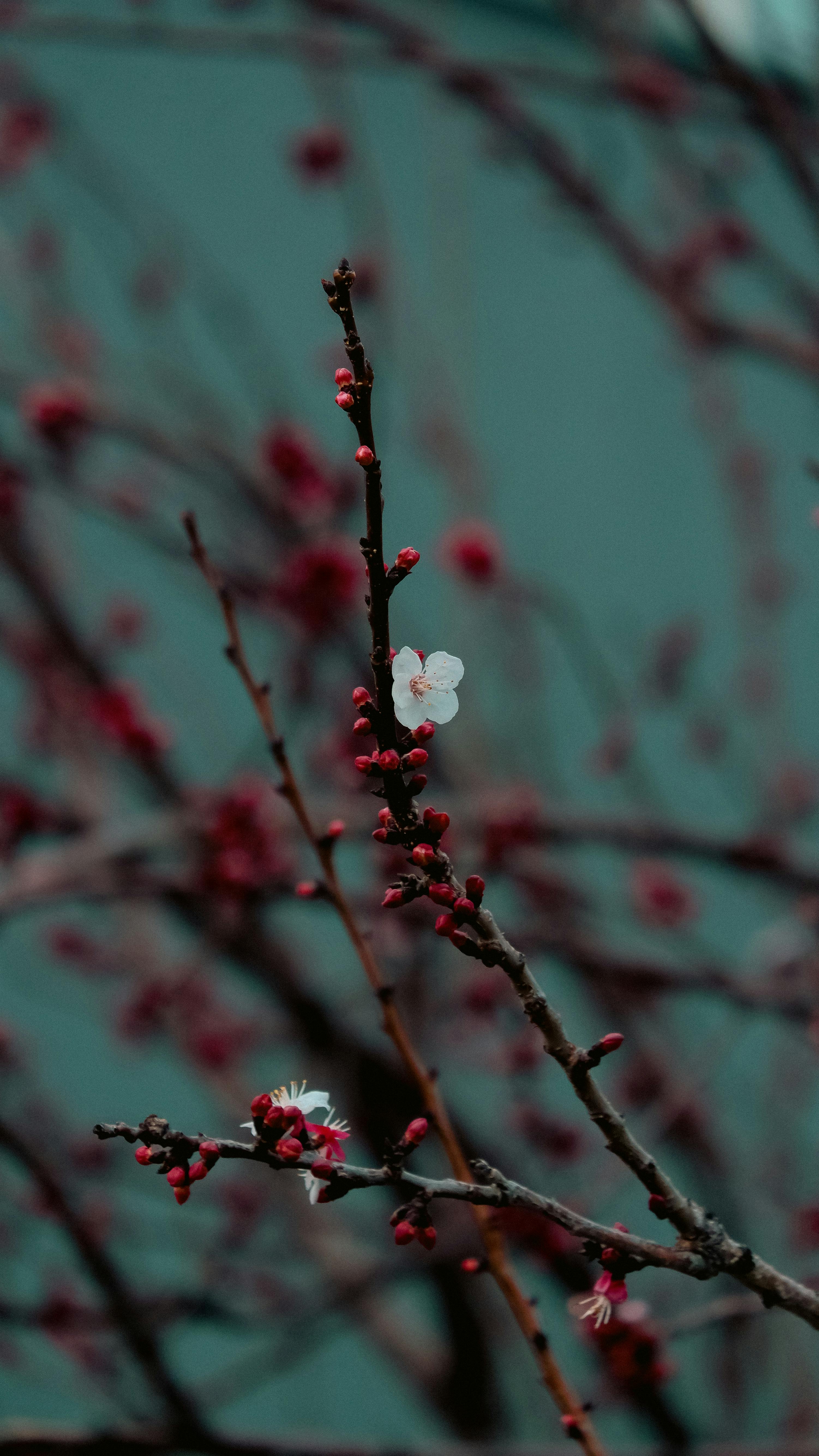 Blossoming Tree with Red Buds · Free Stock Photo