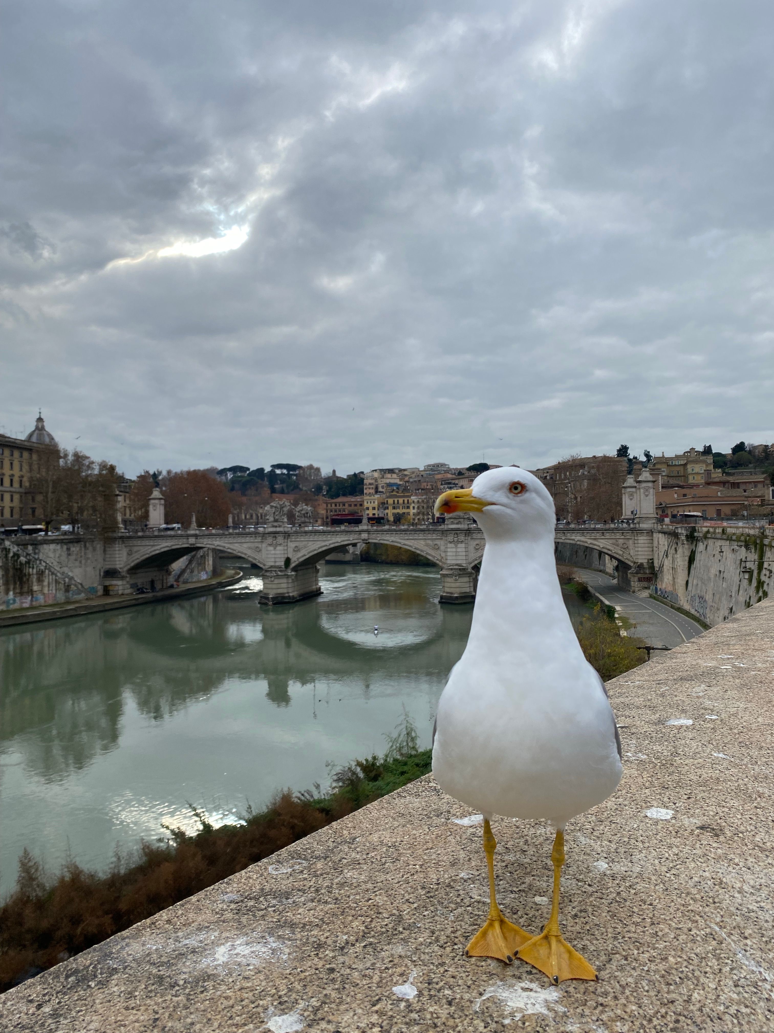 Perched Seagull · Free Stock Photo