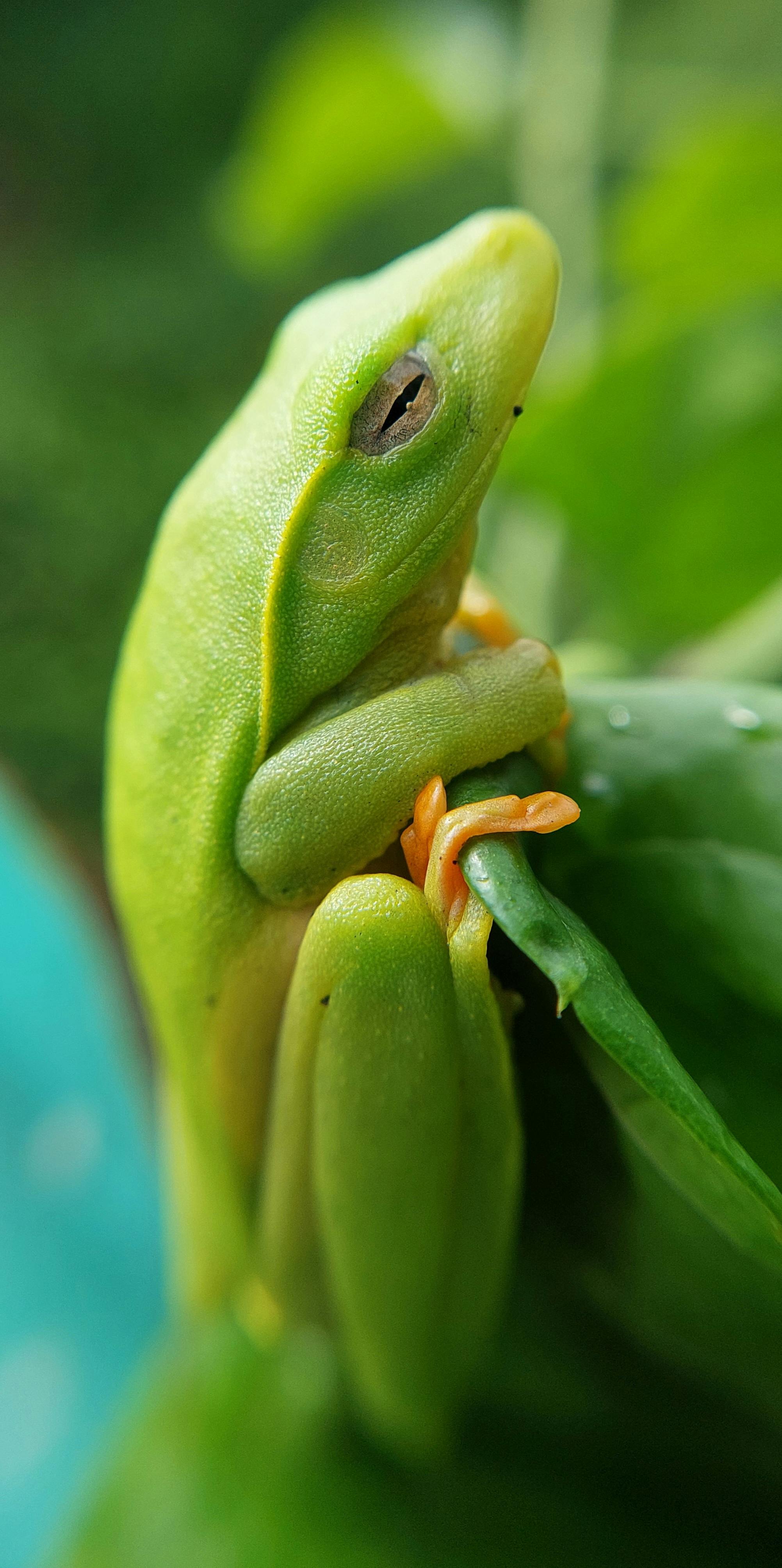 A green tree frog sitting on top of a leaf · Free Stock Photo