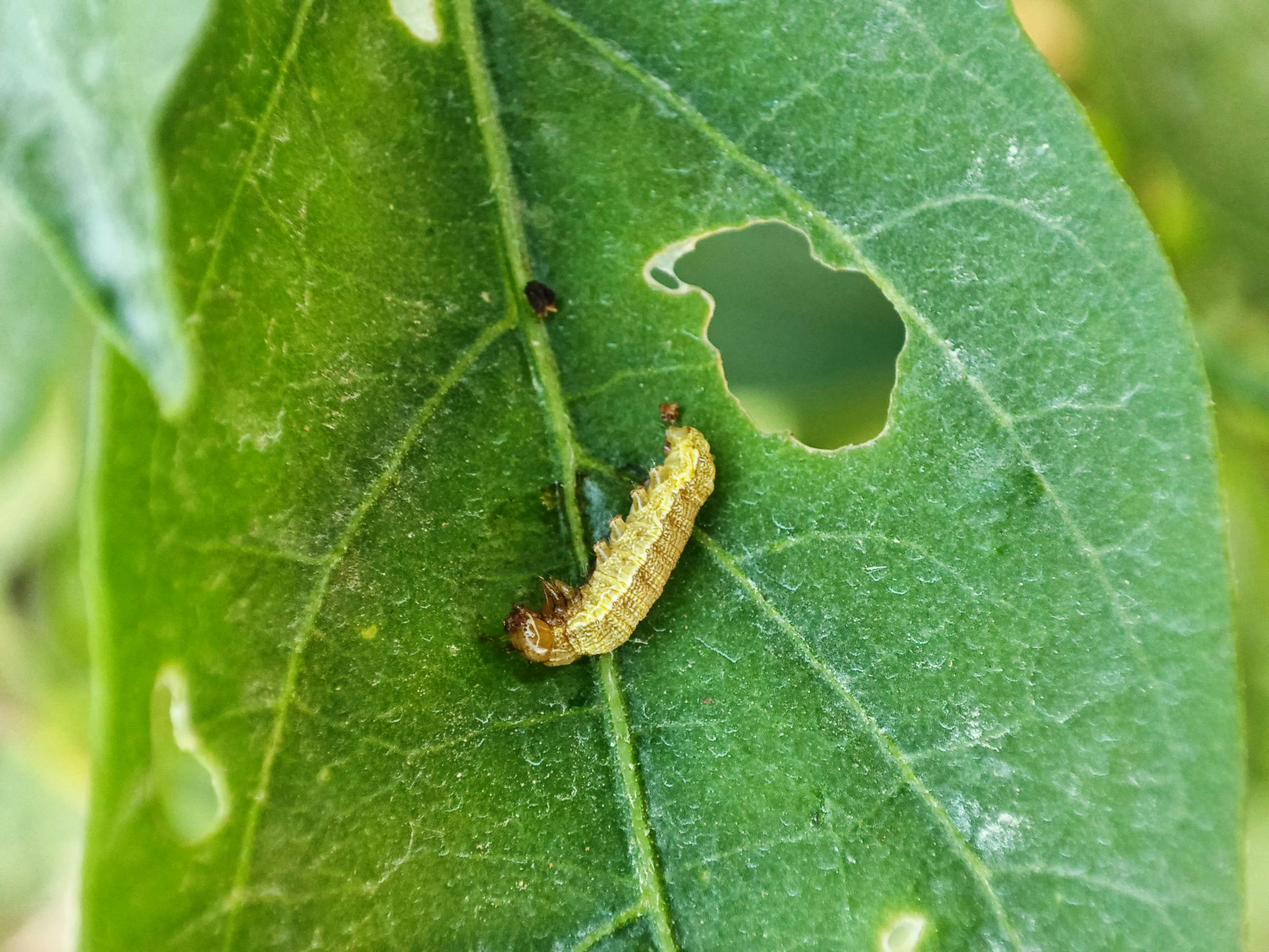 Armyworm in pepper · Free Stock Photo