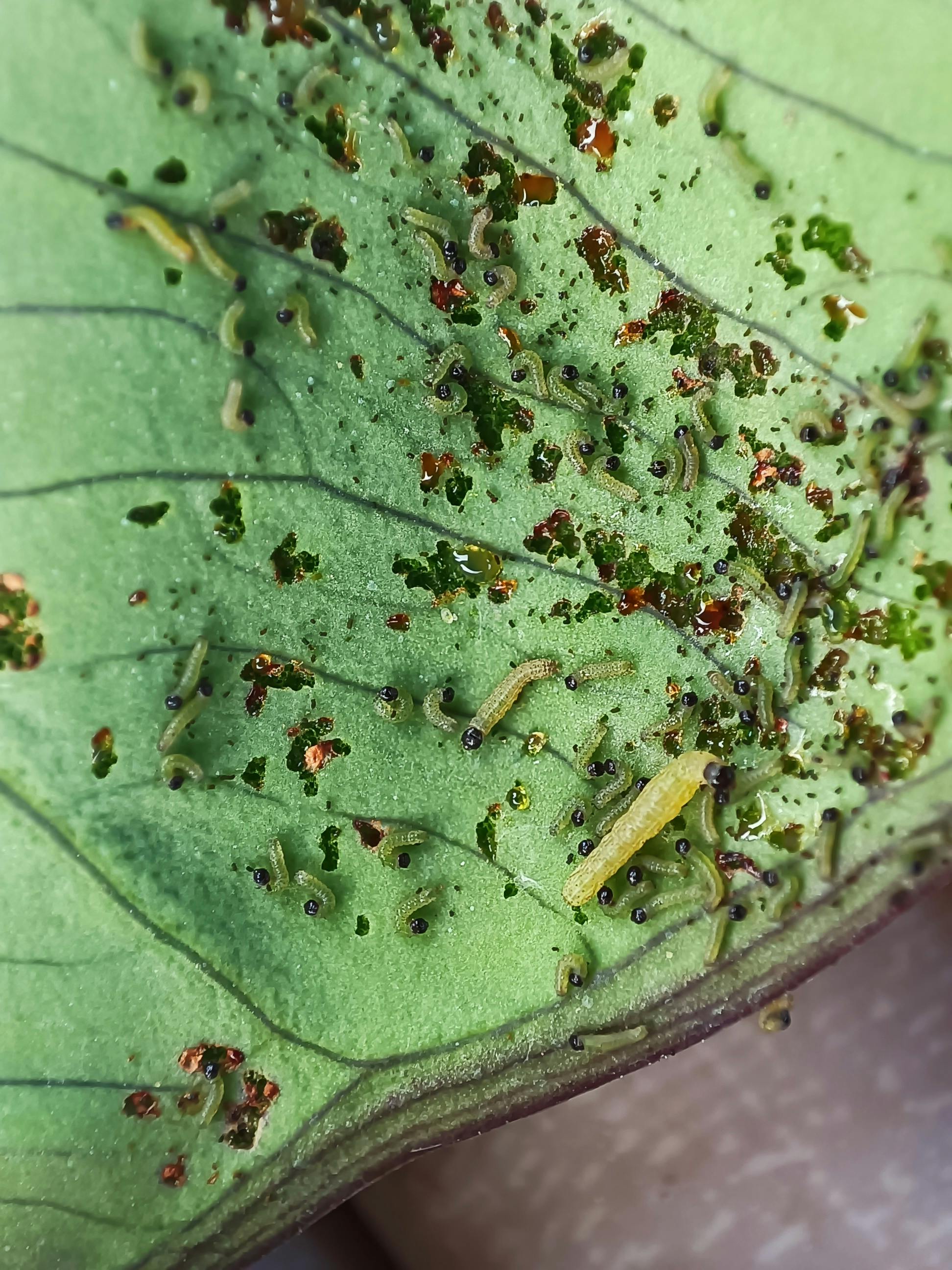 Close-up on Cluster of Larvae Feeding on Leaf · Free Stock Photo