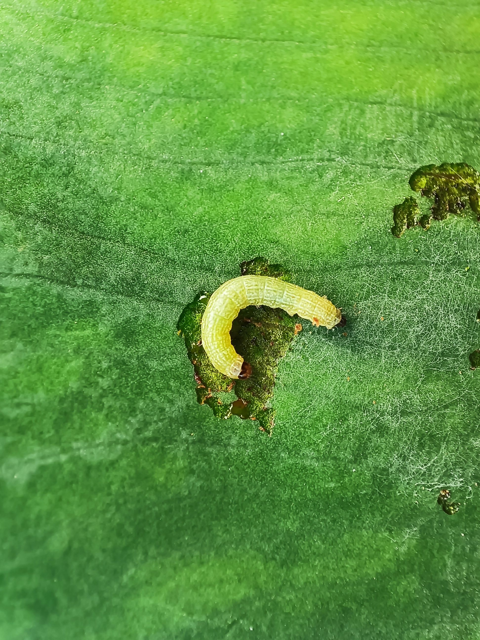 Close up of a Larva · Free Stock Photo