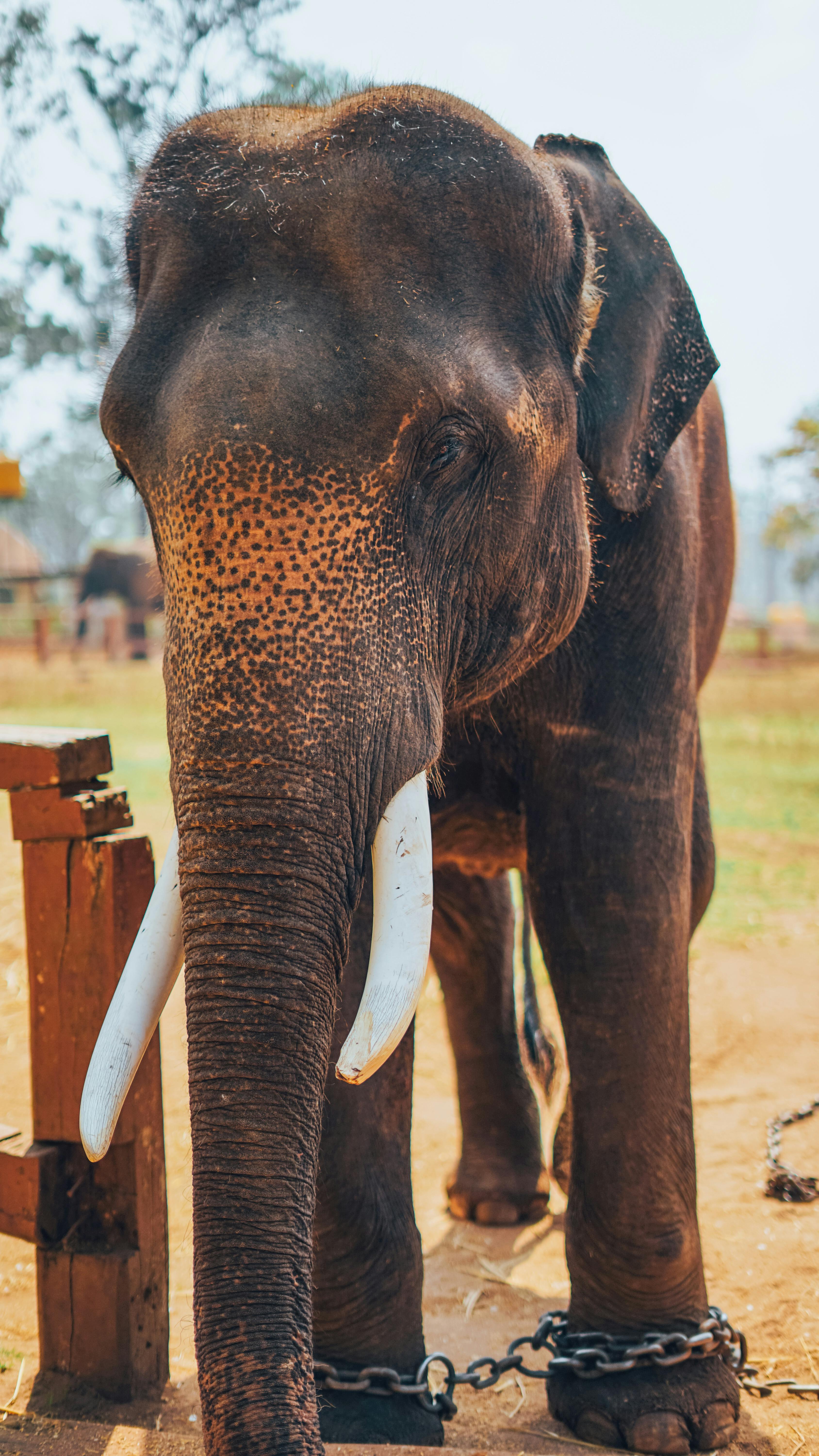 Young Elephant Chained to Wooden Pole · Free Stock Photo