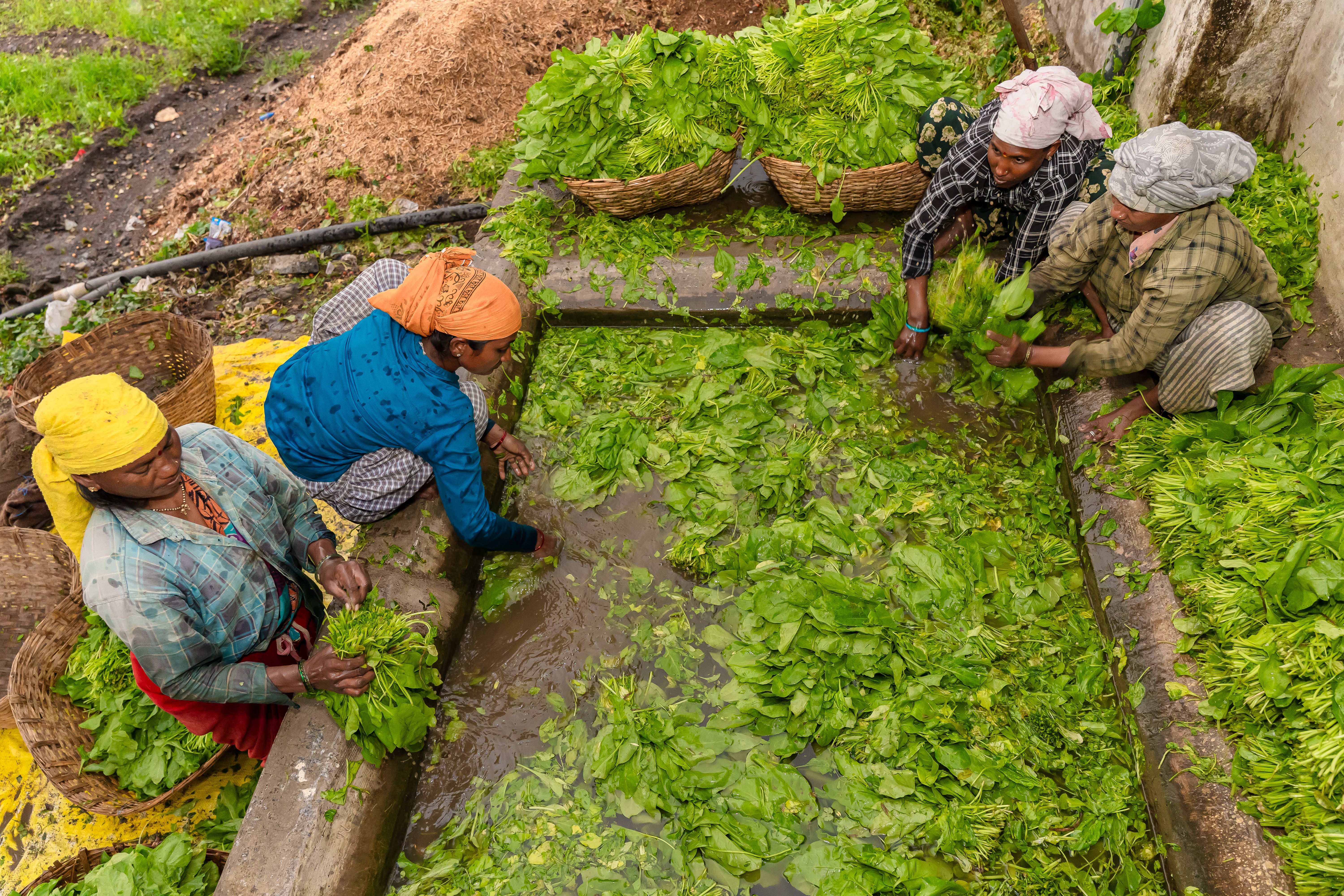 Women Farmer Processing Food Crops Photos, Download The BEST Free Women ...