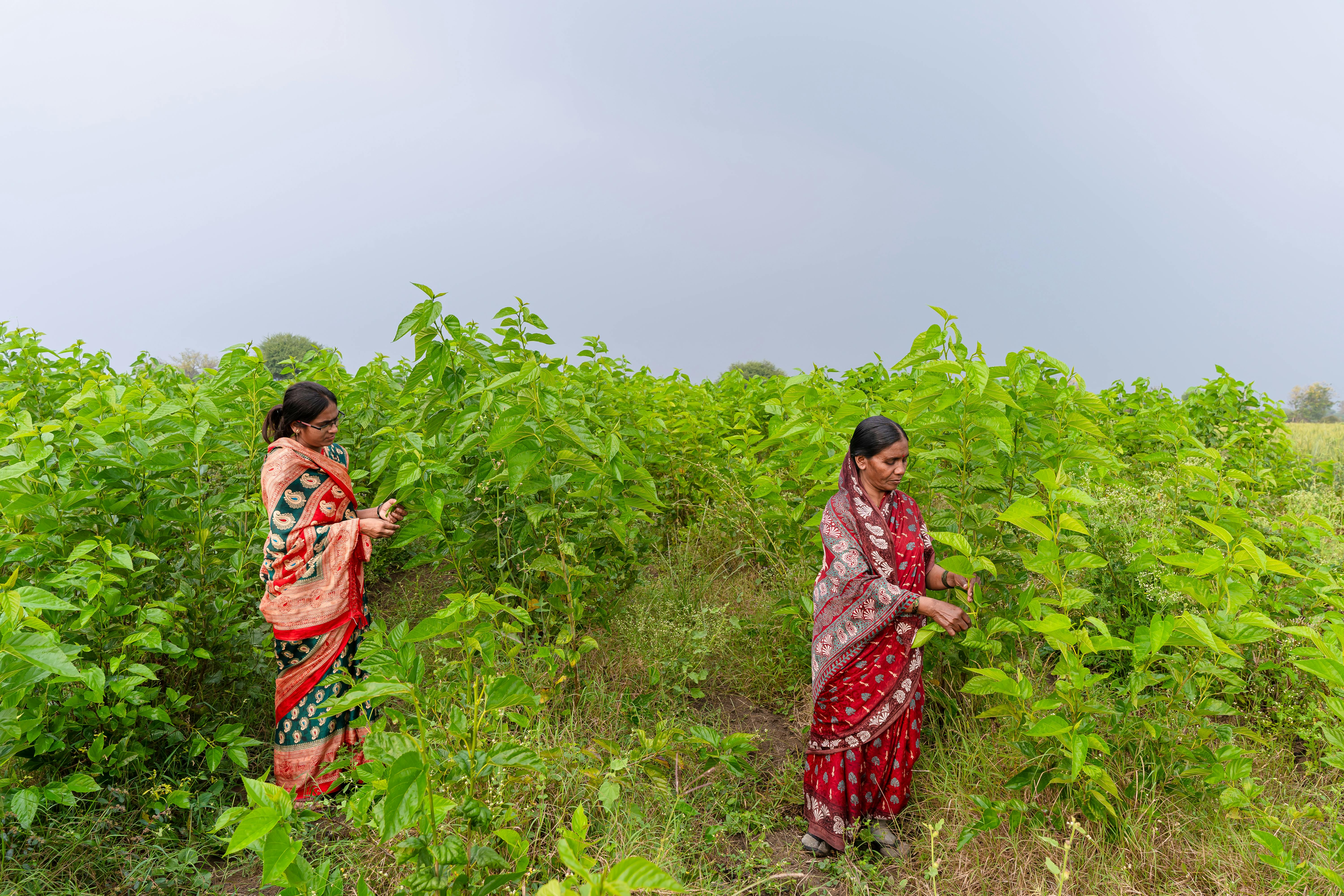 Farmers in India · Free Stock Photo