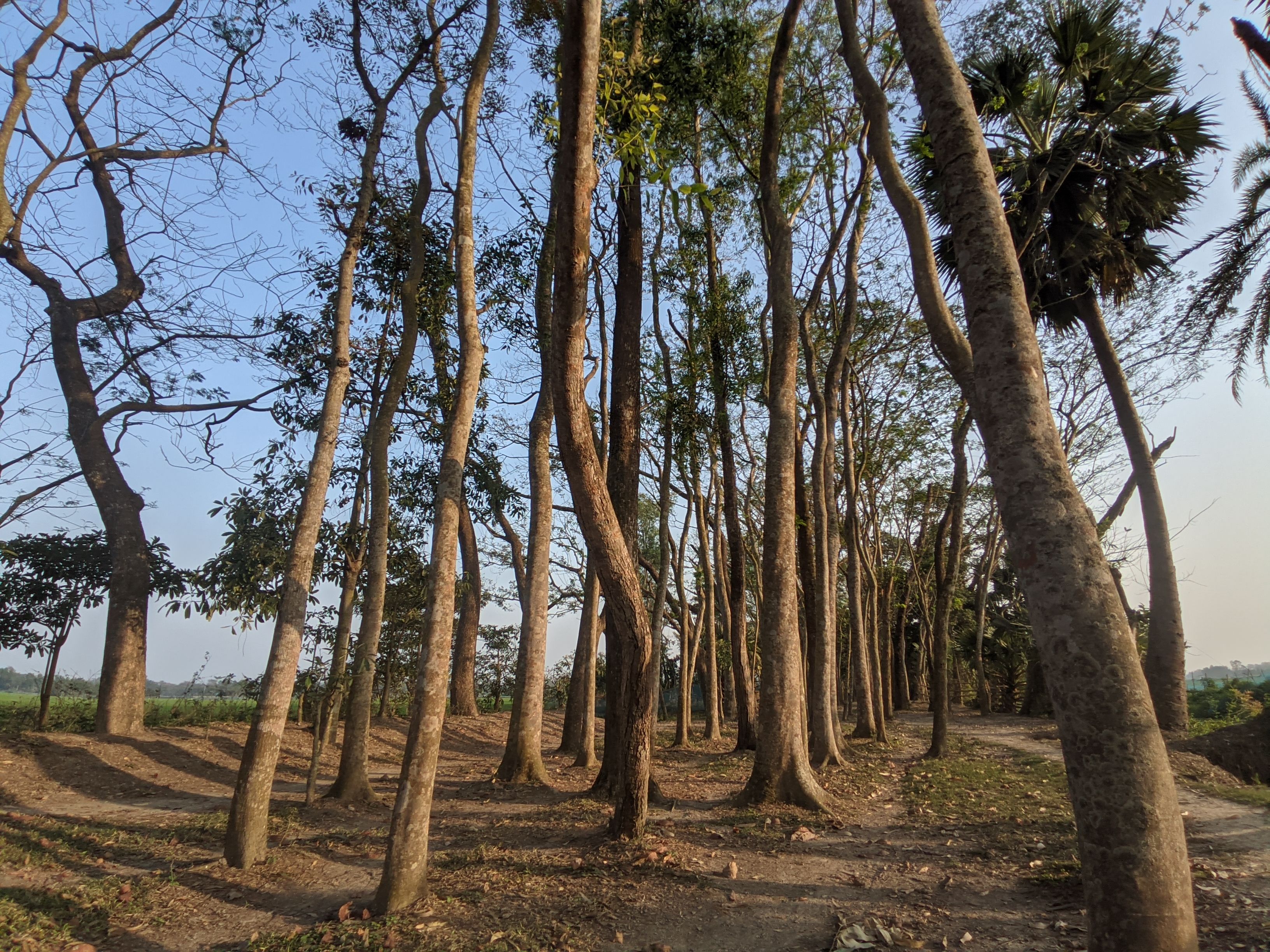 A group of trees in a forest · Free Stock Photo
