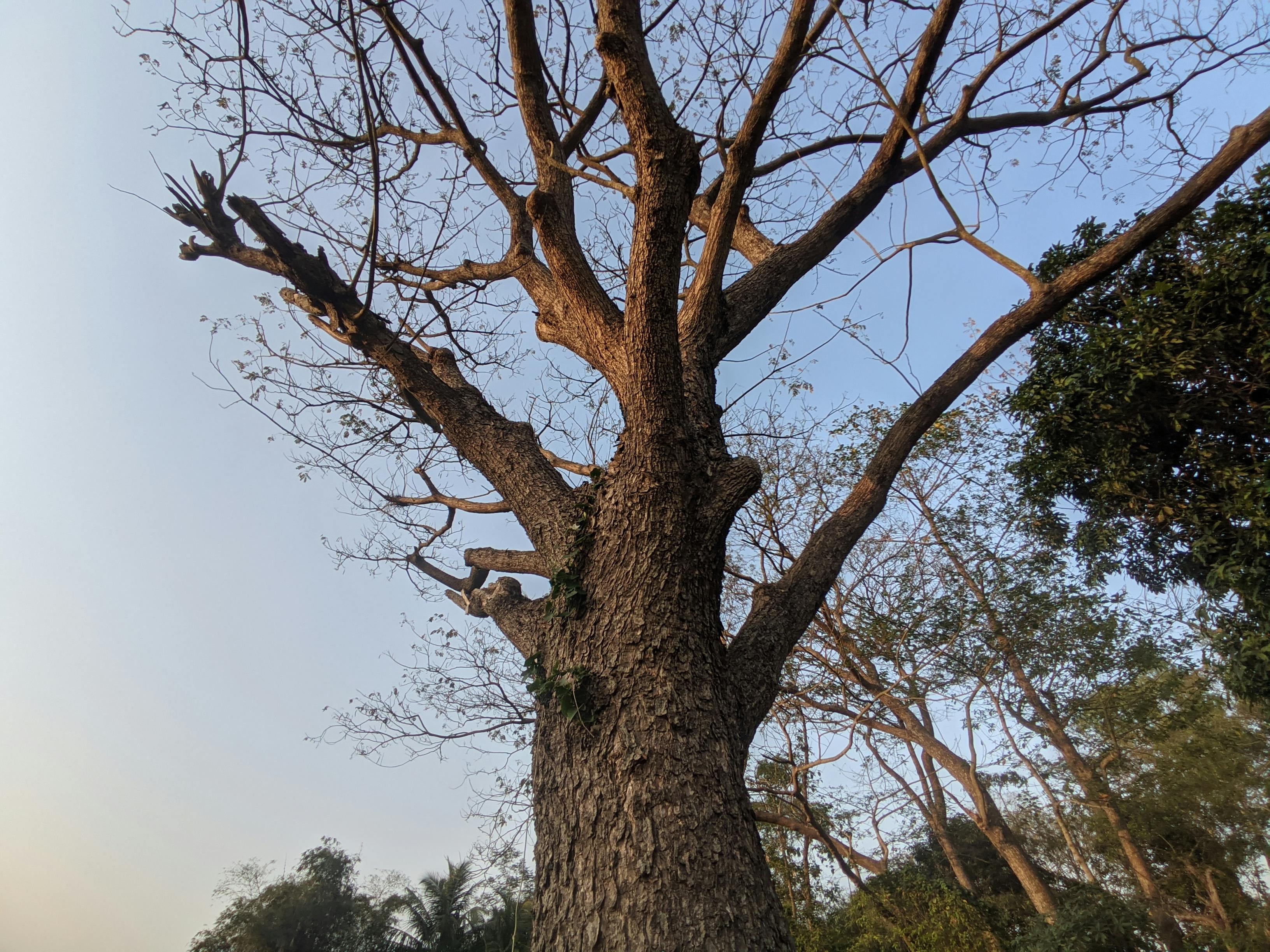 A large tree with no leaves on it · Free Stock Photo