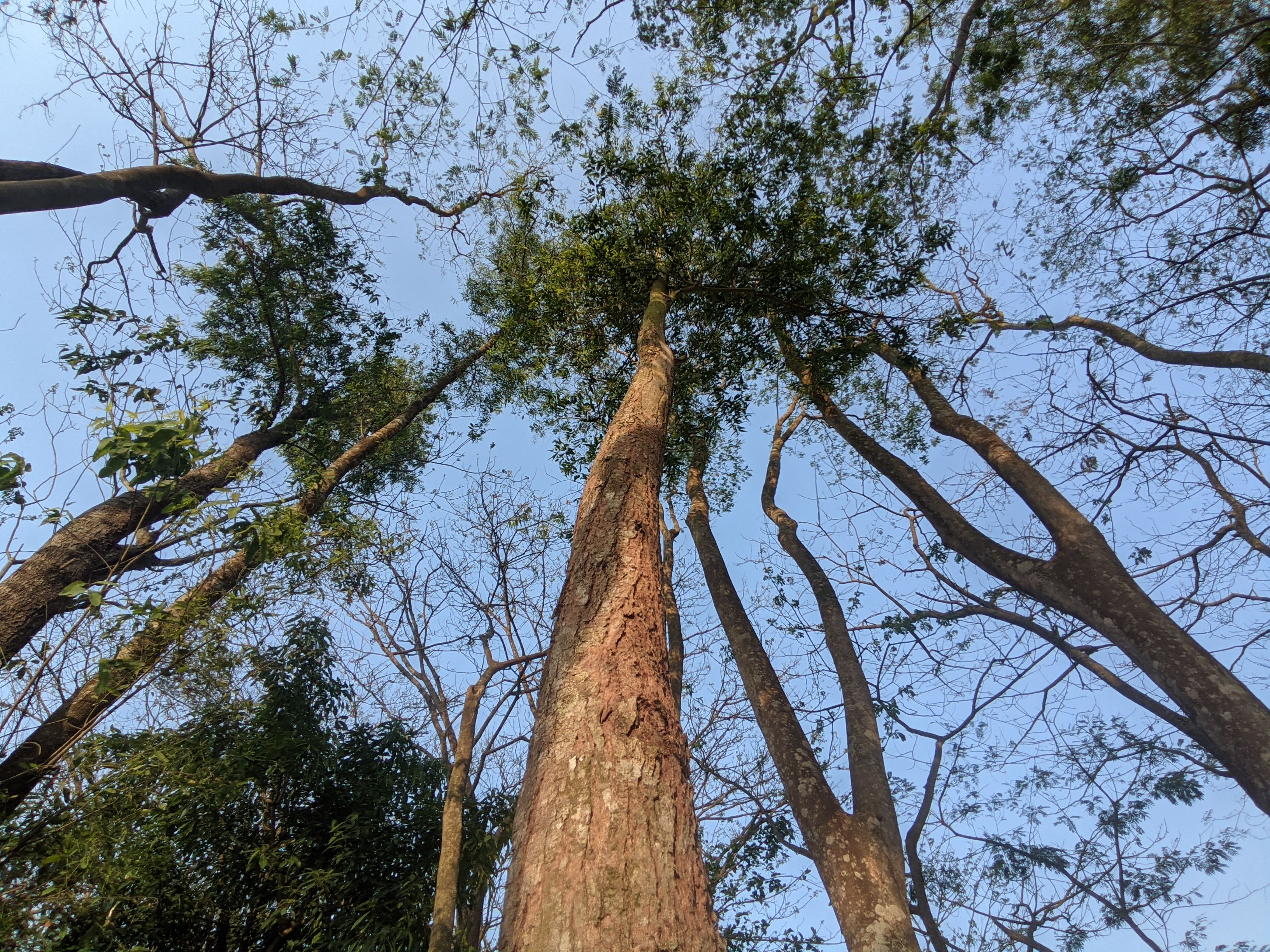 A tall tree with many tall branches · Free Stock Photo