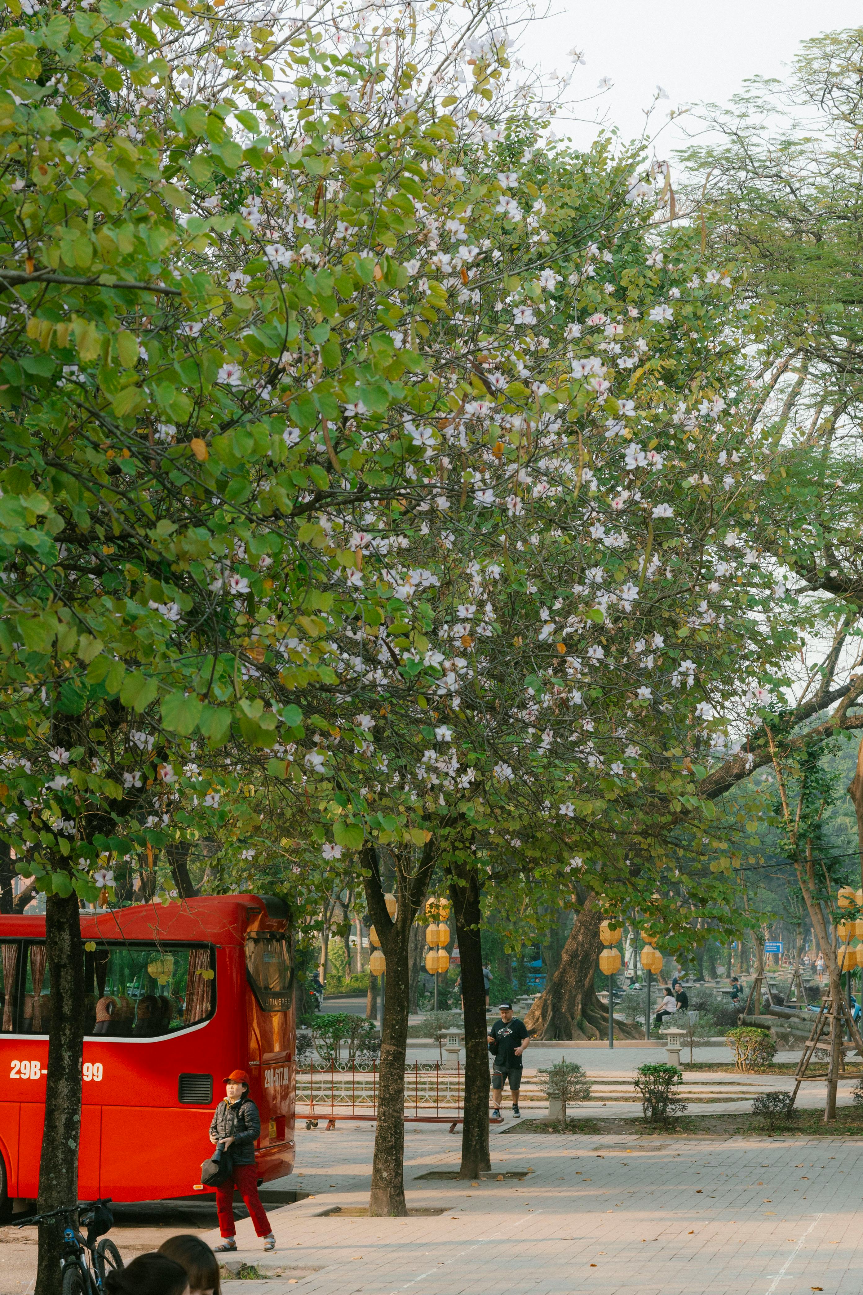 View of a Pavement, Trees and Red Bus on a Street in City · Free Stock ...
