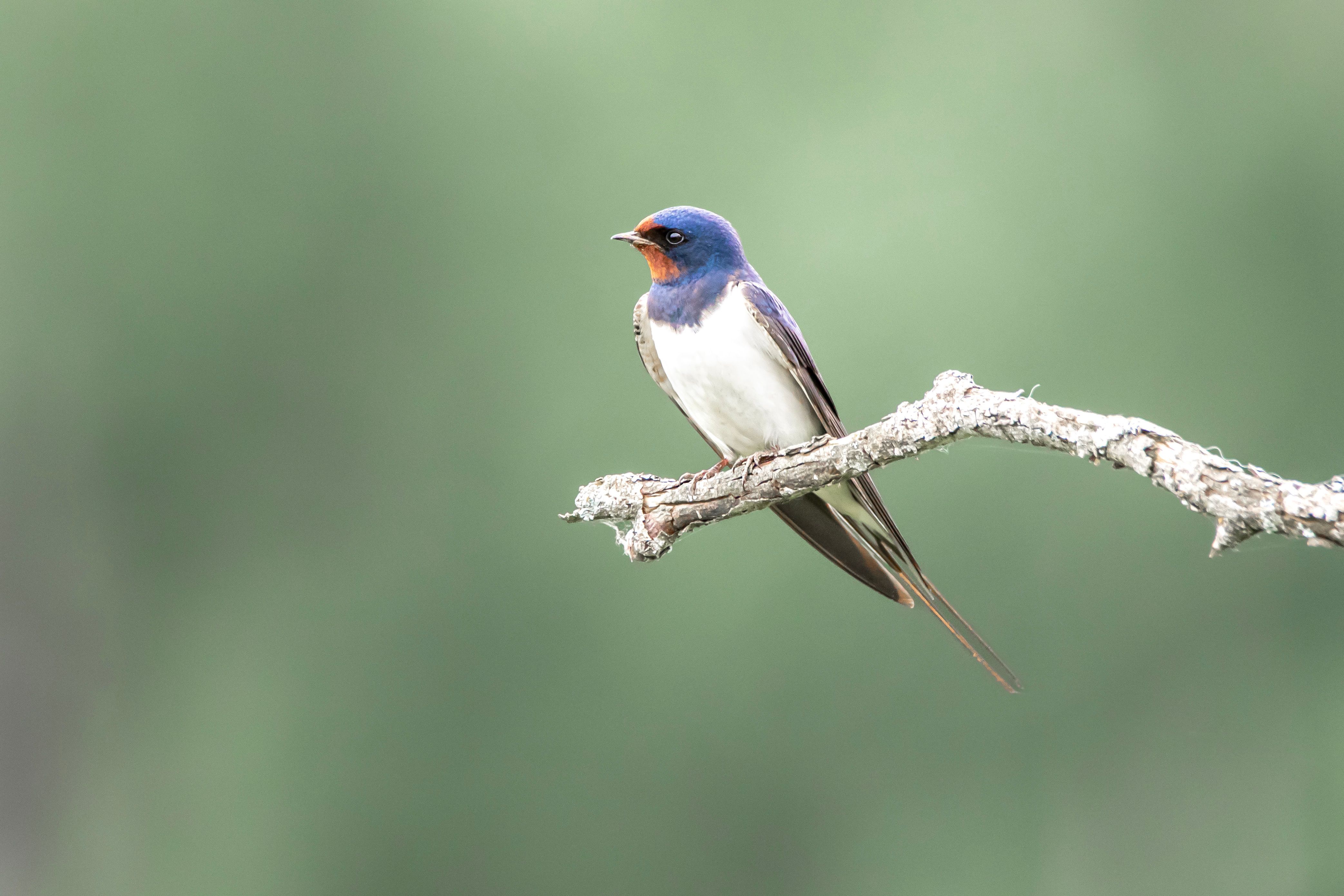 Barn Swallow Bird on Branch · Free Stock Photo