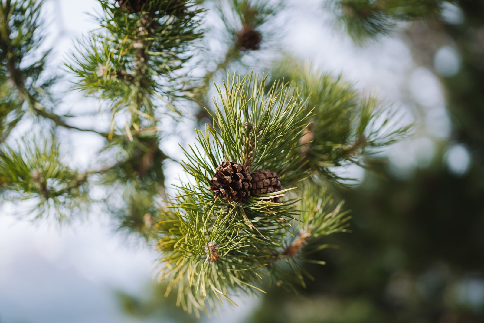Cone Photos, Download The BEST Free Cone Stock Photos & HD Images