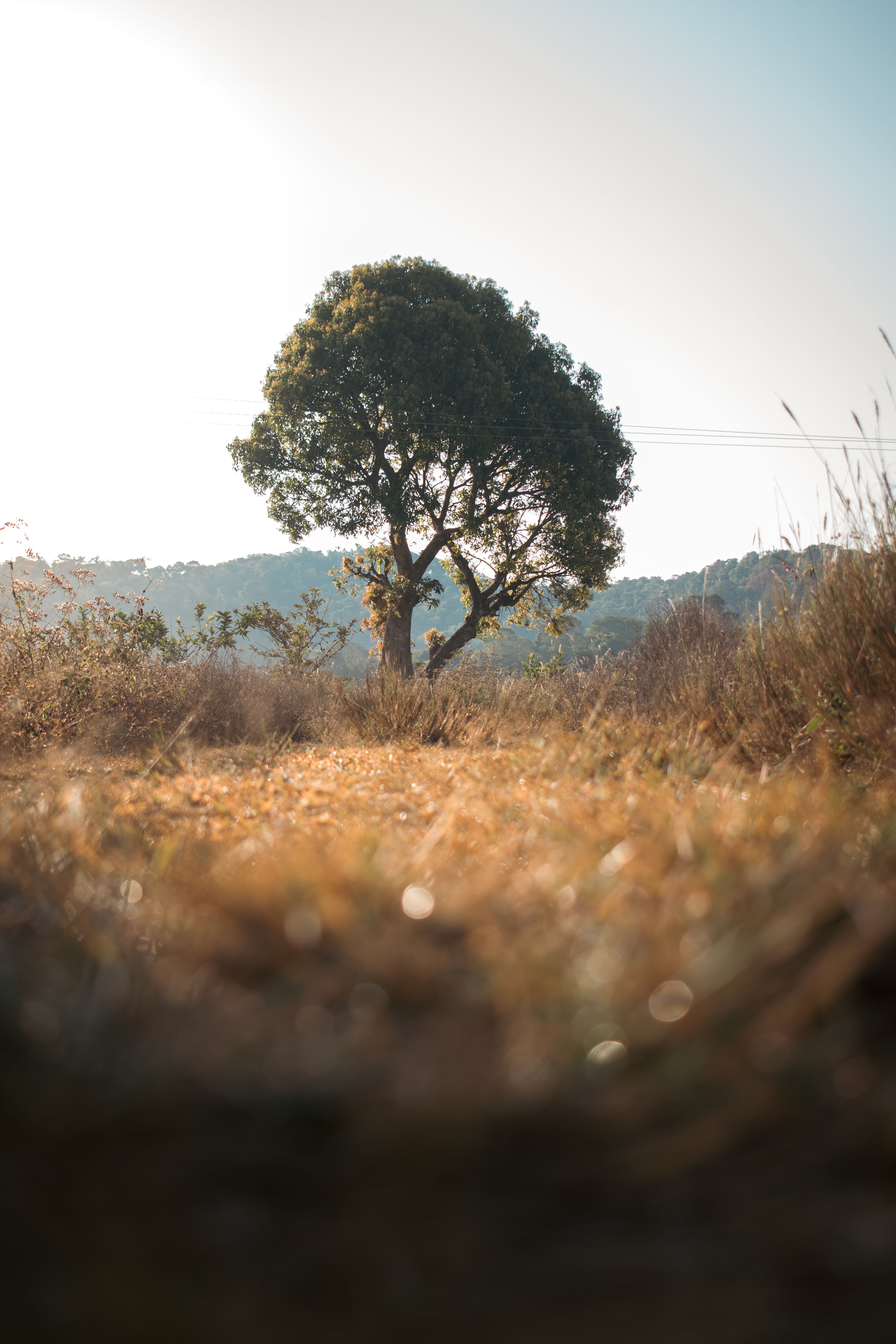 A Tree in a Field · Free Stock Photo