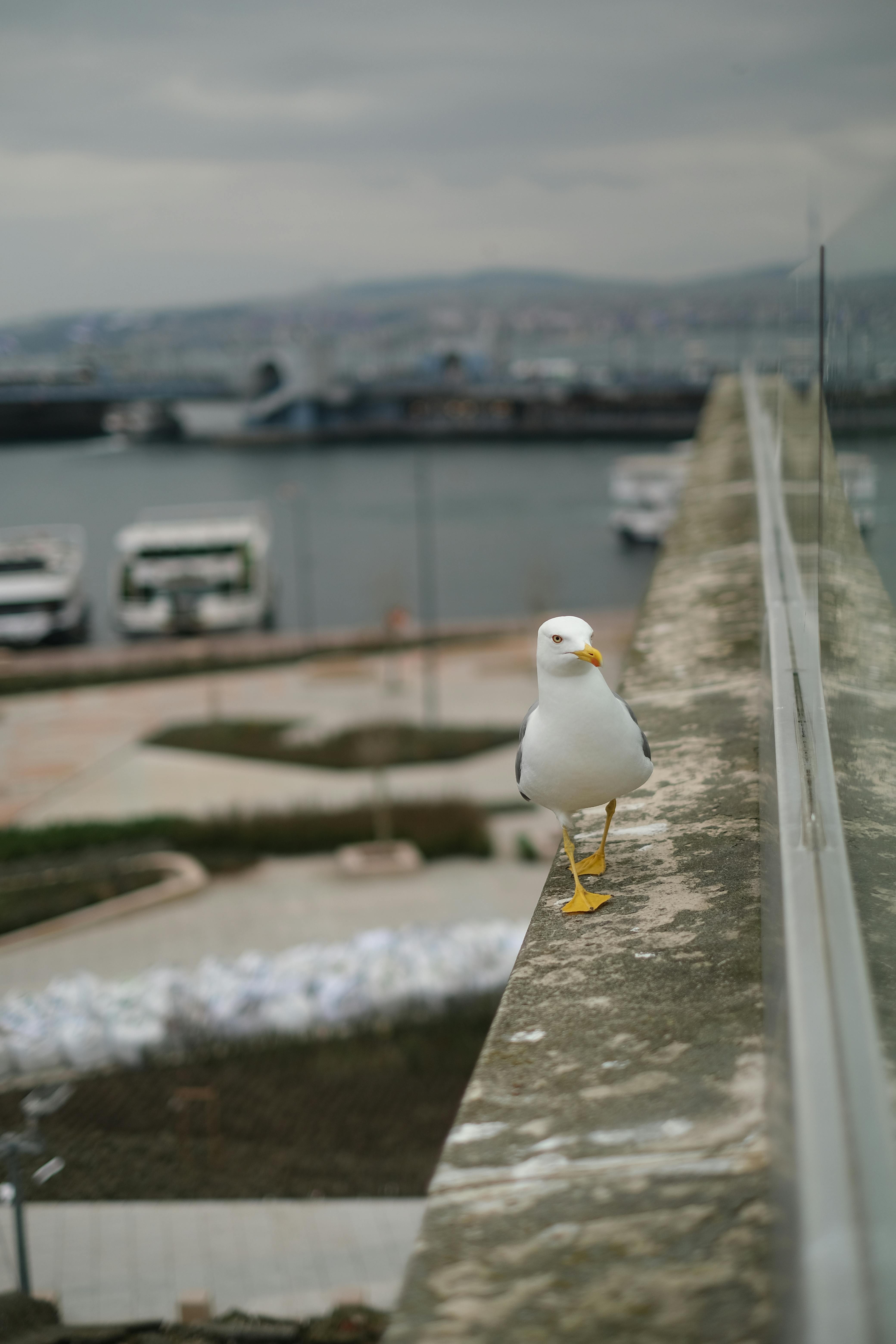 Seagull Management Photos, Download The BEST Free Seagull Management ...