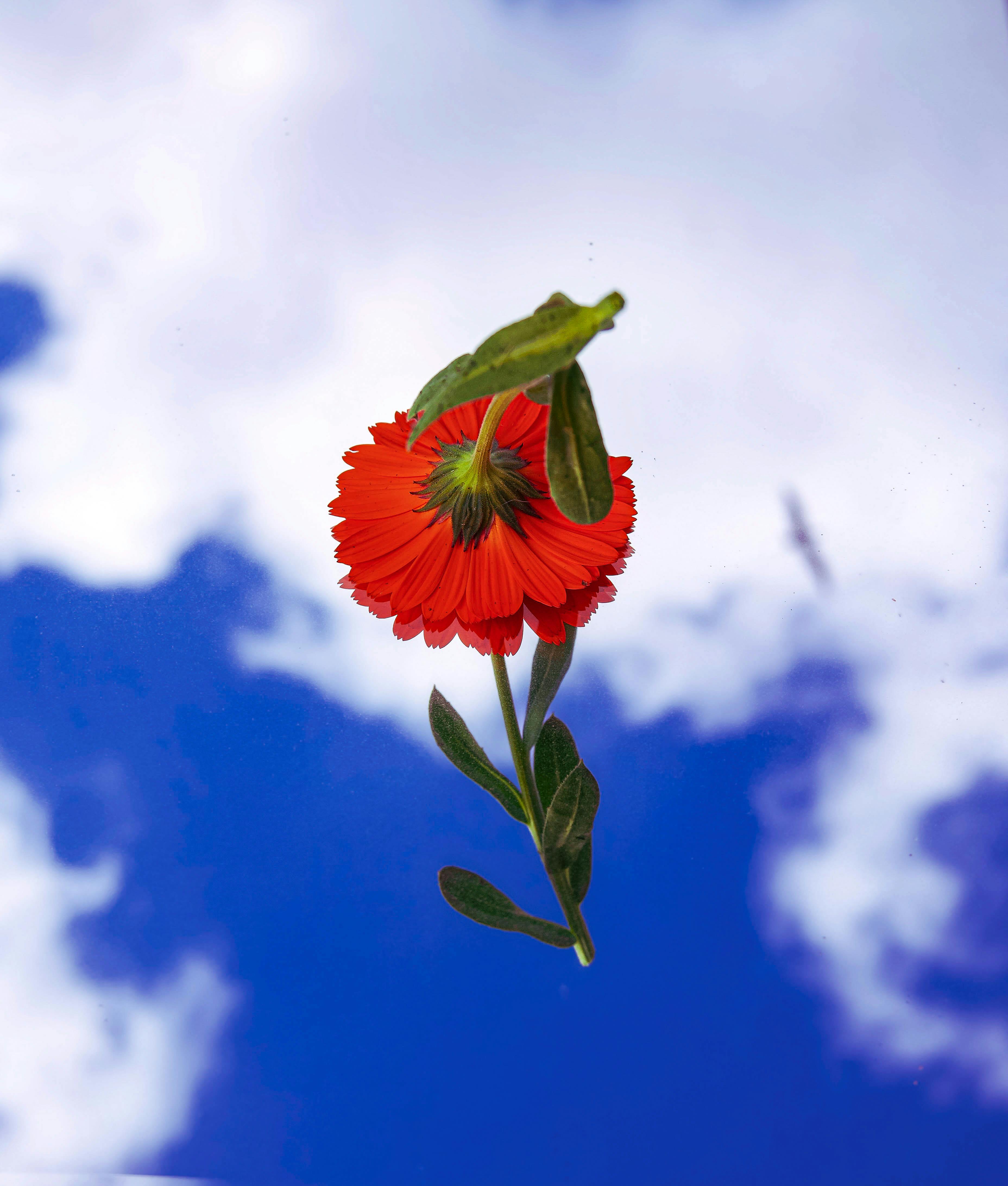 Red Flower in Air · Free Stock Photo
