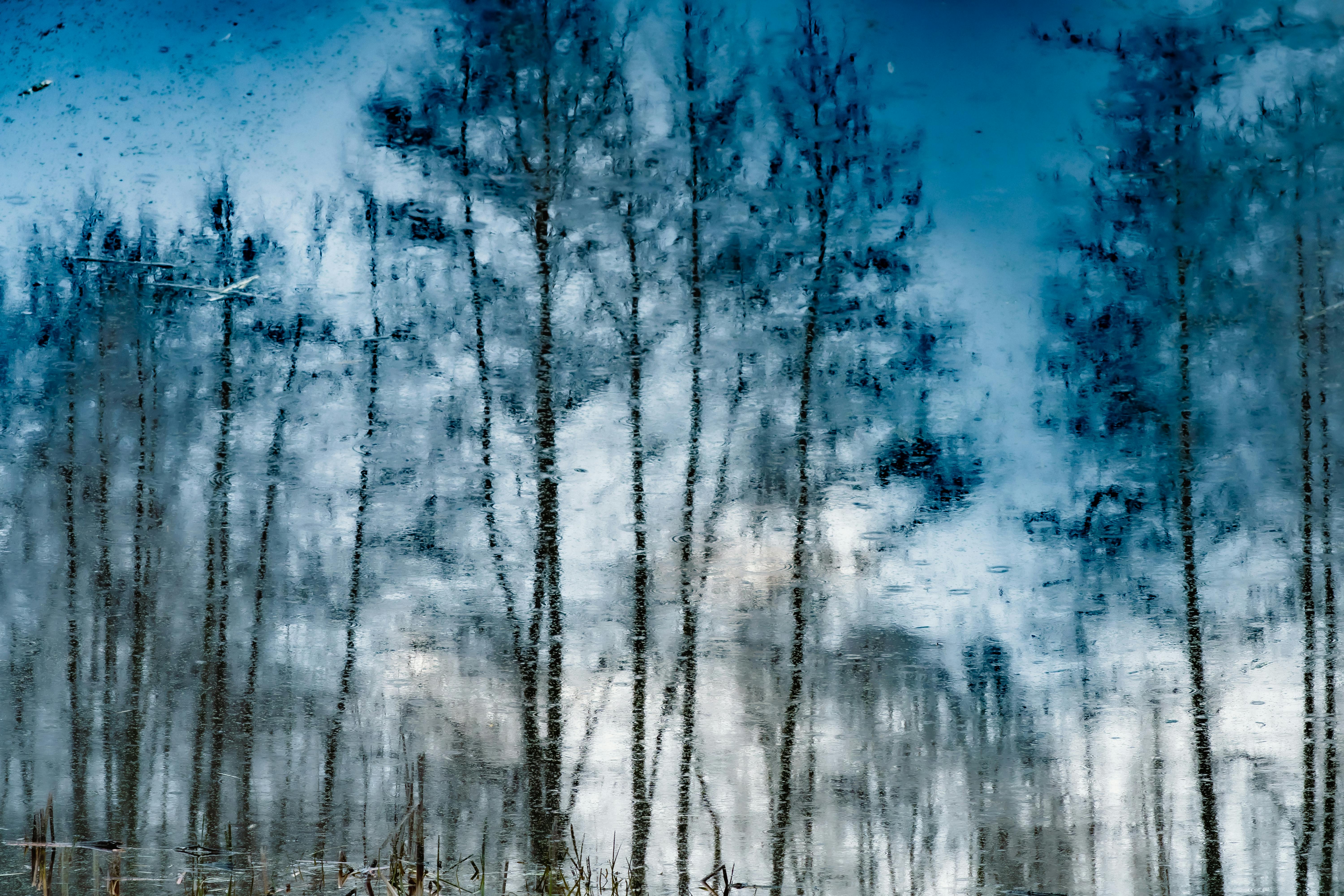 Trees Reflection in Water · Free Stock Photo