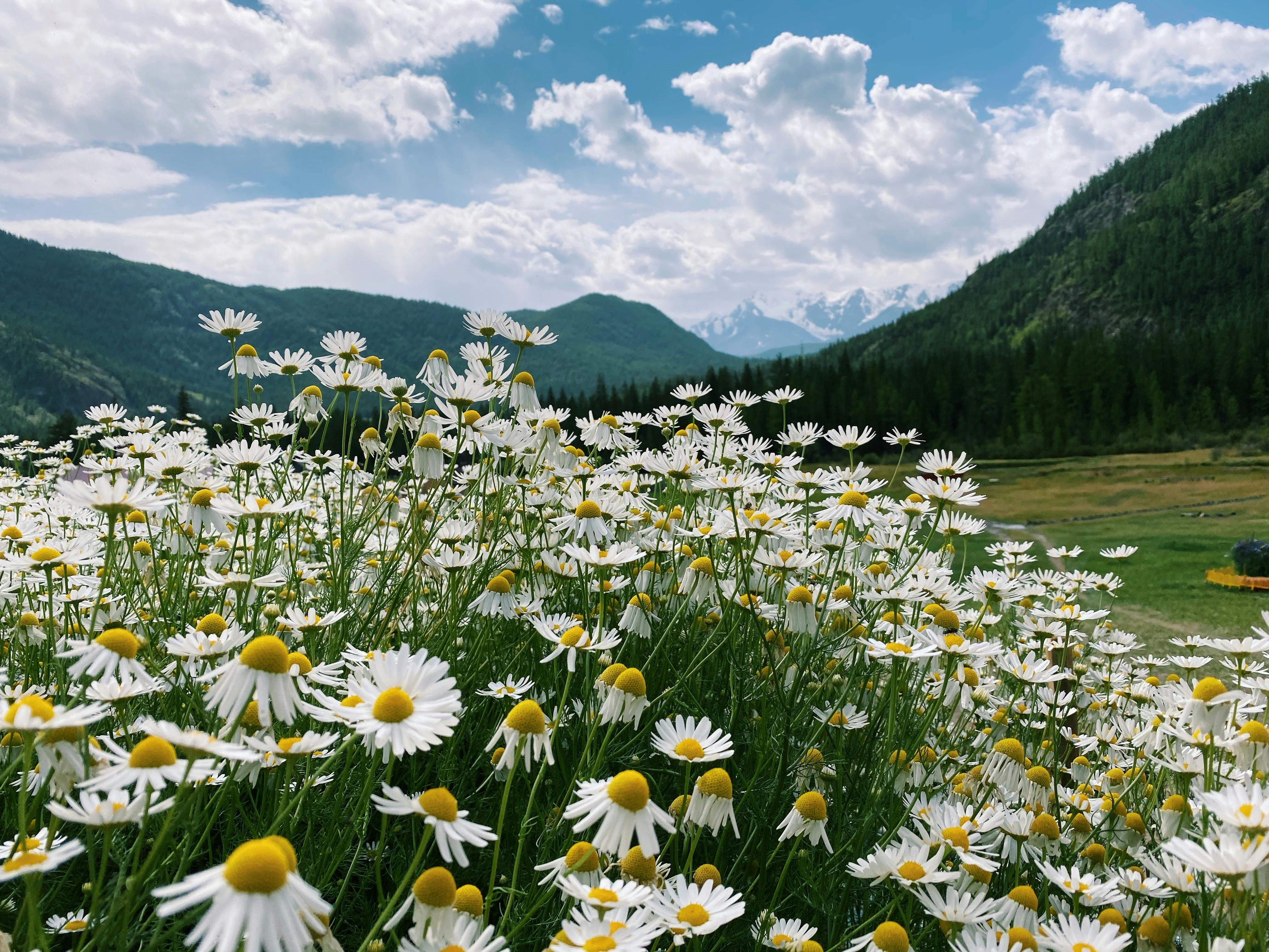 Summer Season Photos, Download The BEST Free Summer Season Stock Photos ...