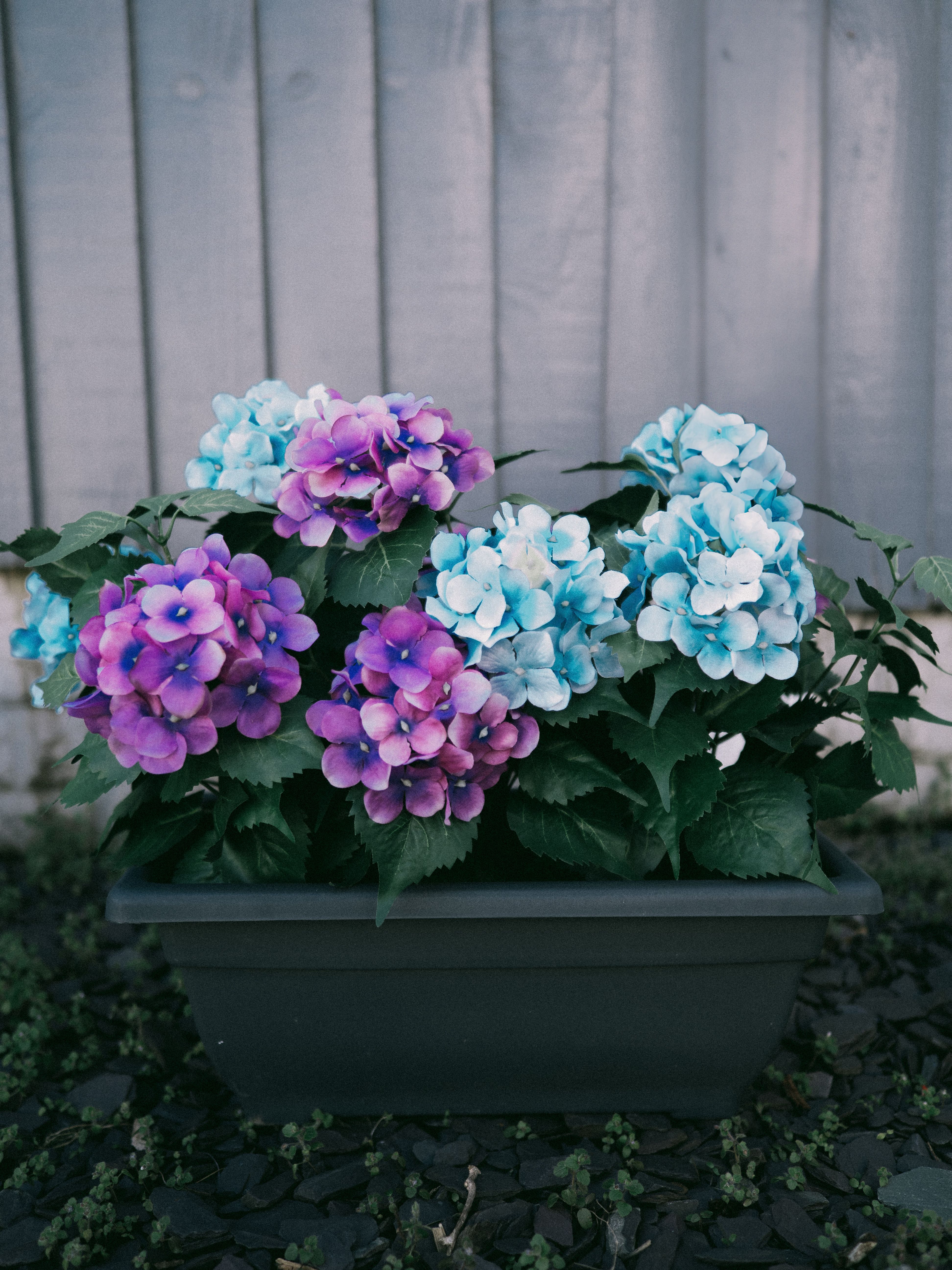 Blue and Purple Hydrangea in Flowerpot · Free Stock Photo