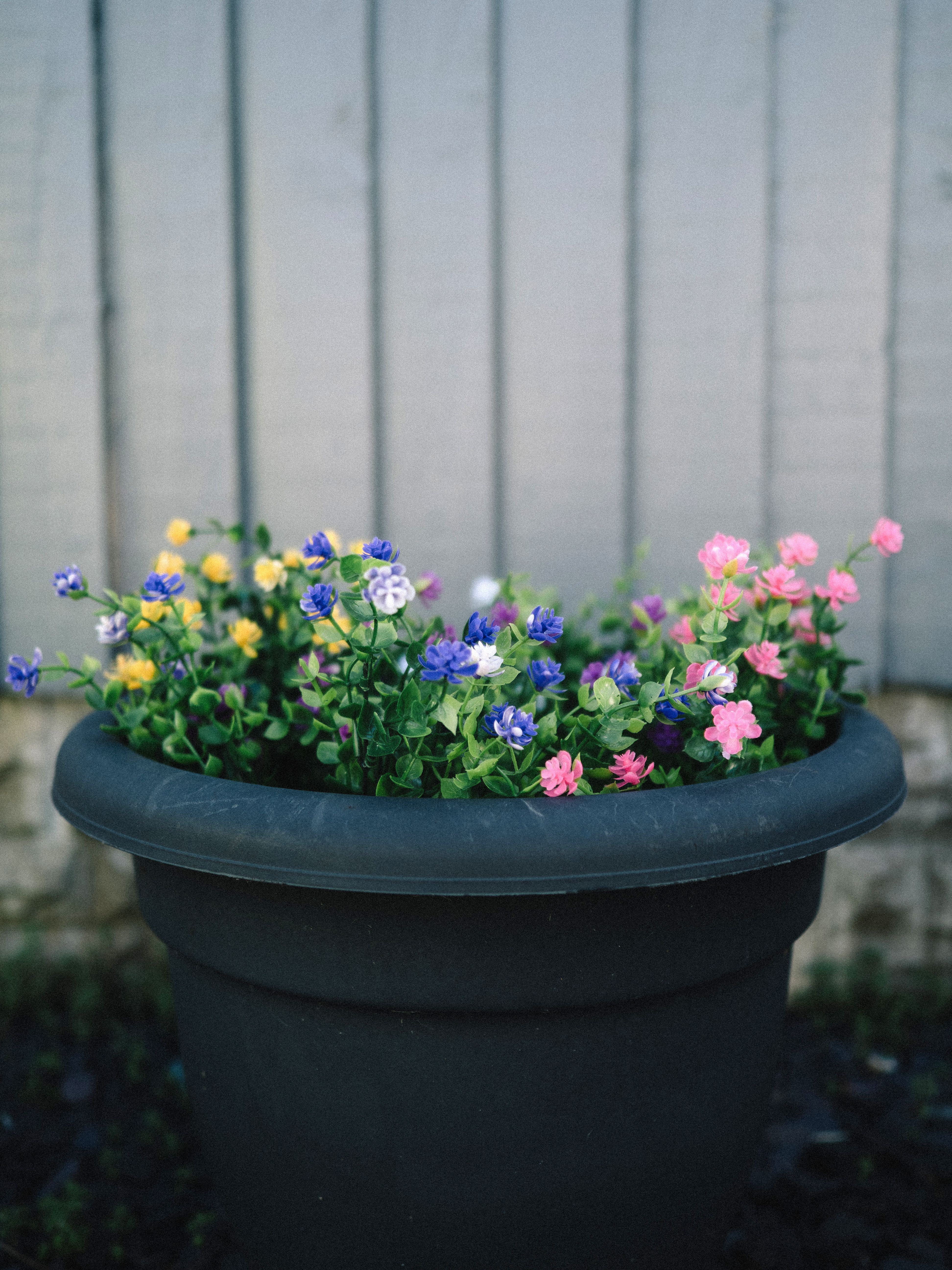 Colorful Flowers in Flowerpot · Free Stock Photo