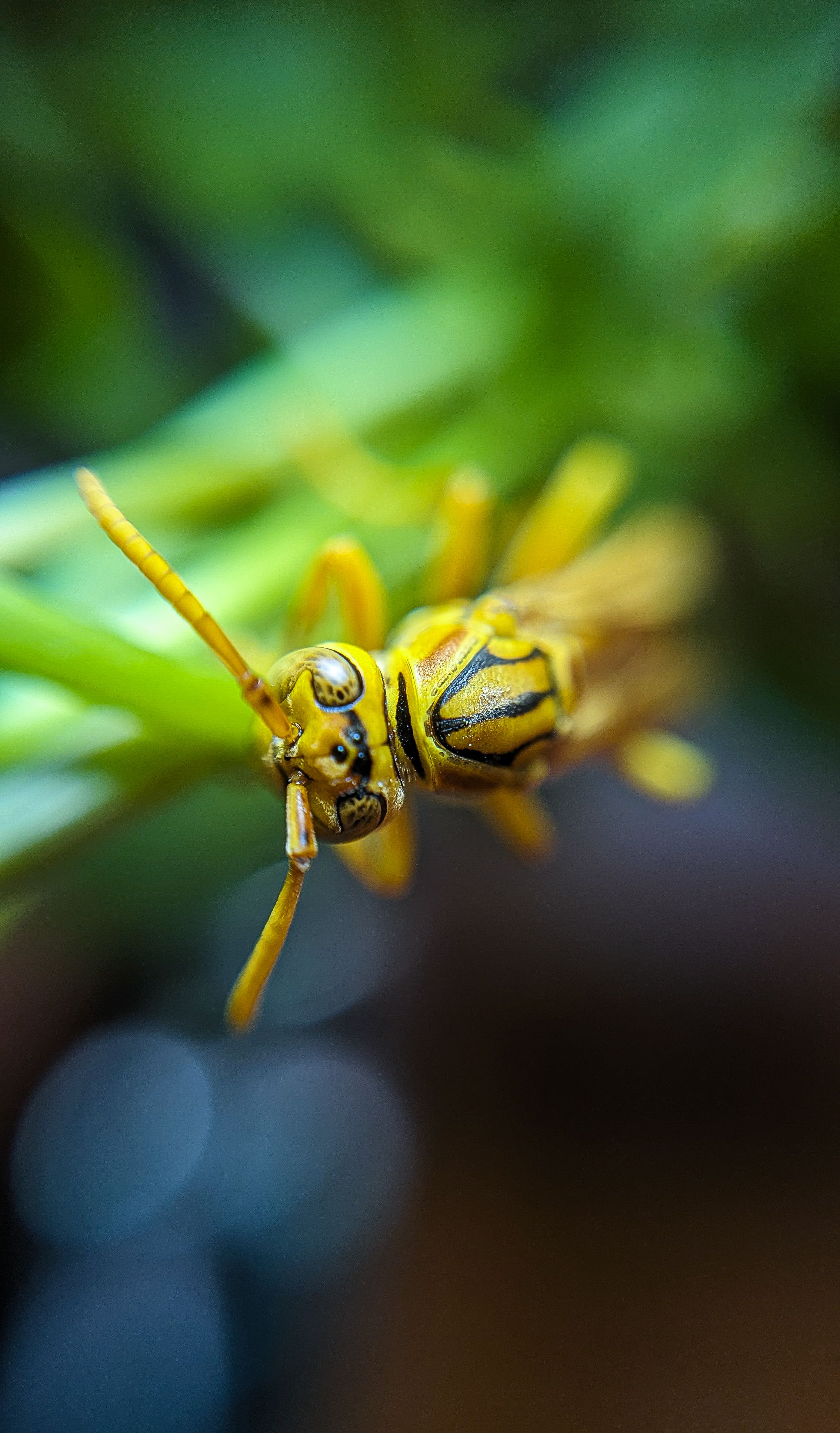 Head of Hornet · Free Stock Photo