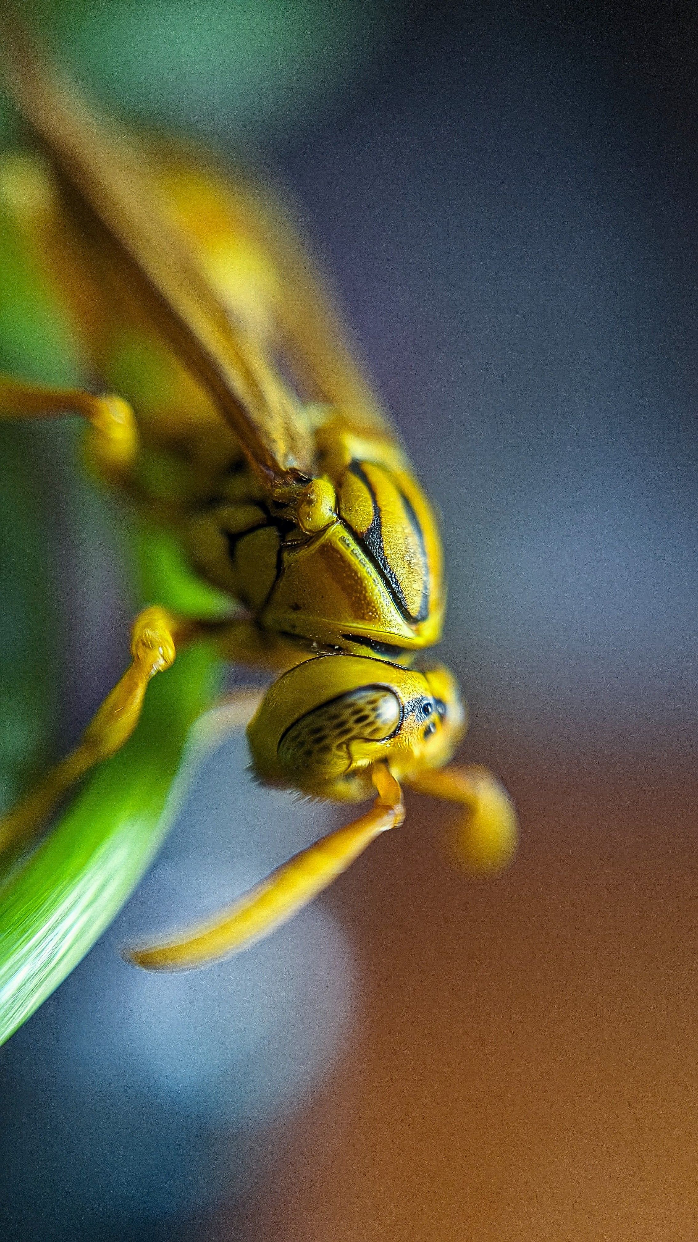 Selective Focus of Wasp Insect · Free Stock Photo