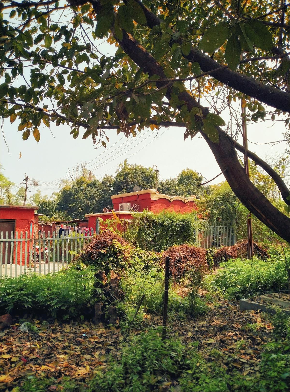 Tree Park Photos, Download The BEST Free Tree Park Stock Photos & HD Images