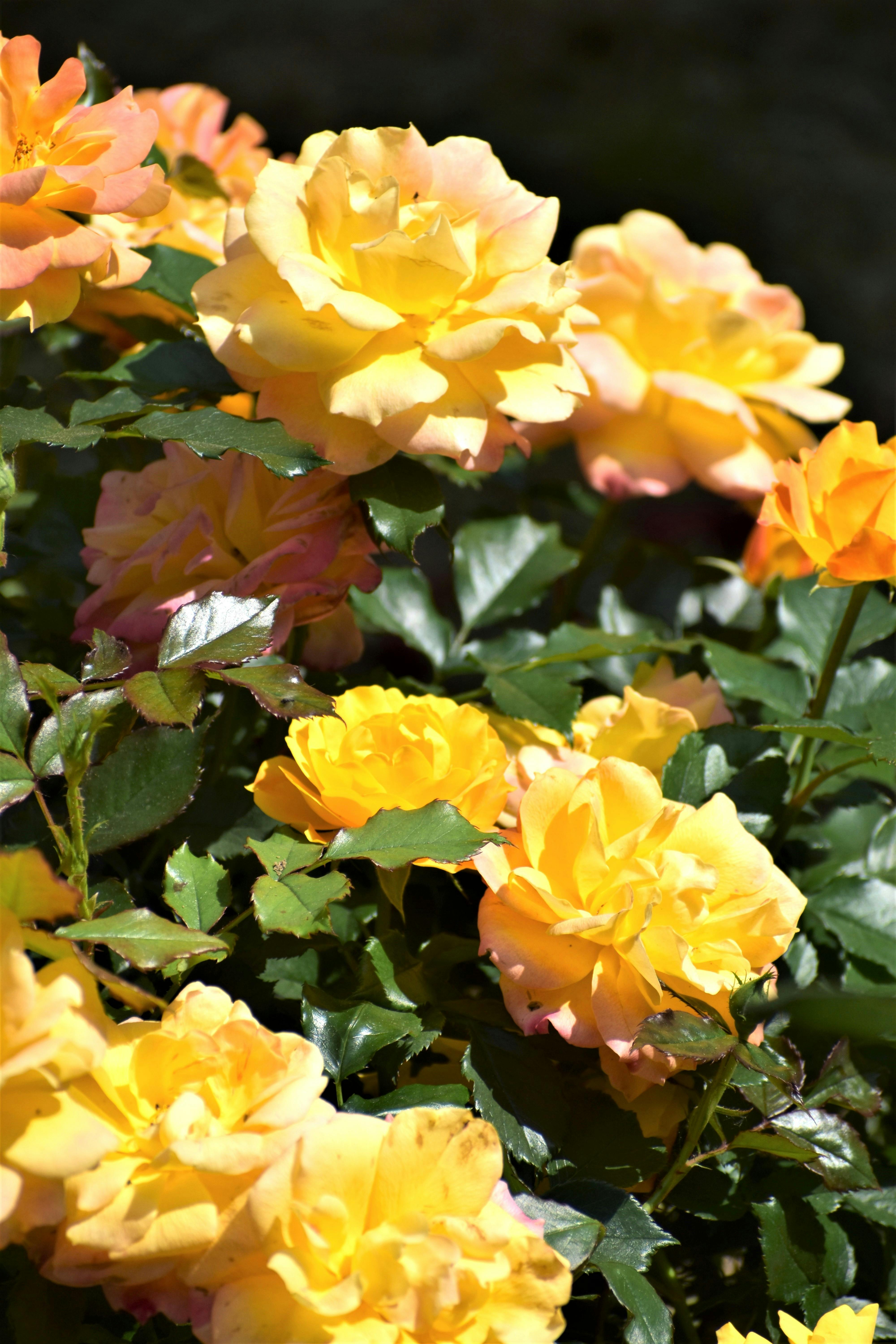 Backround Photos, Download The BEST Free Backround Stock Photos & HD Images