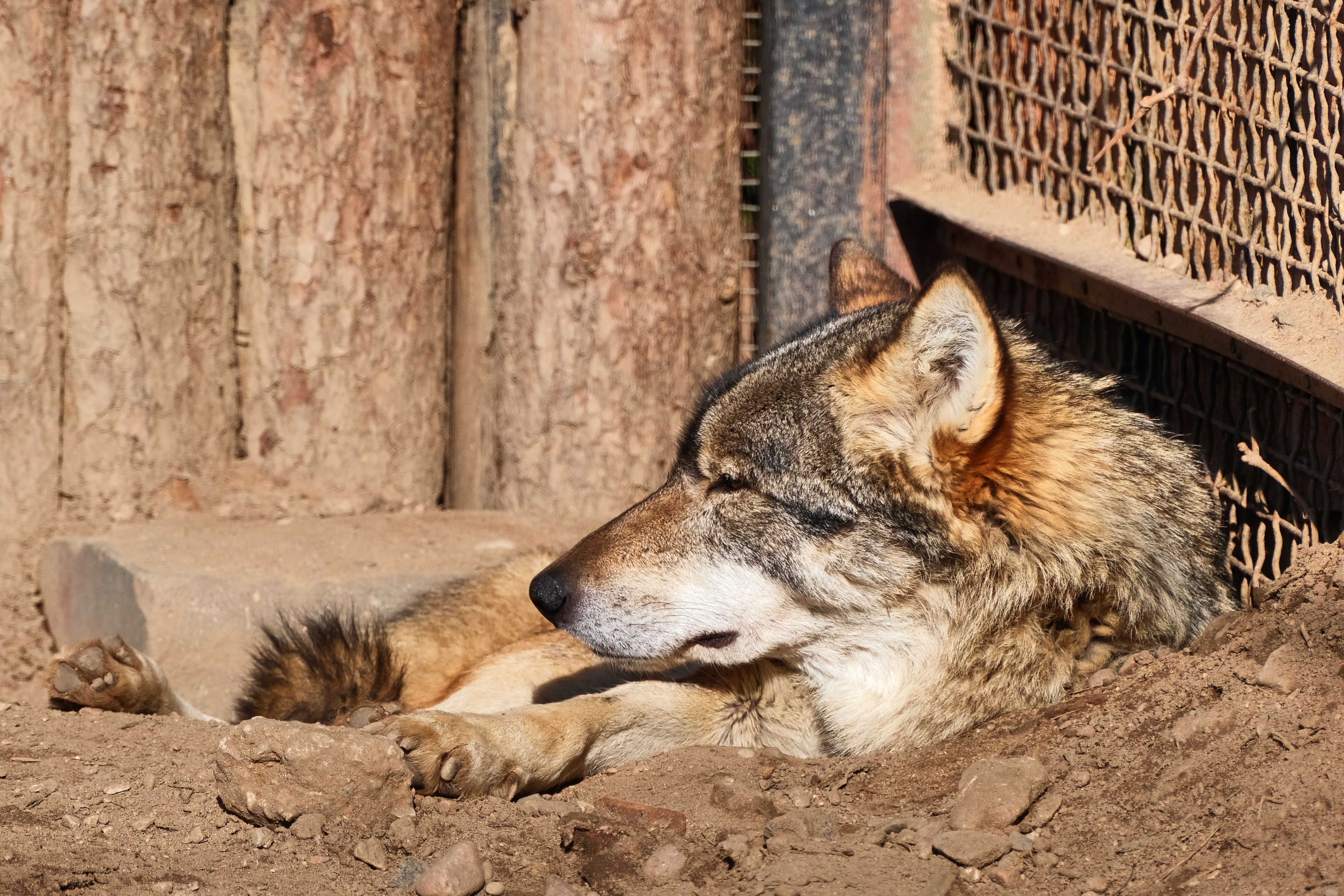 Wolf Lying Down in Zoo · Free Stock Photo