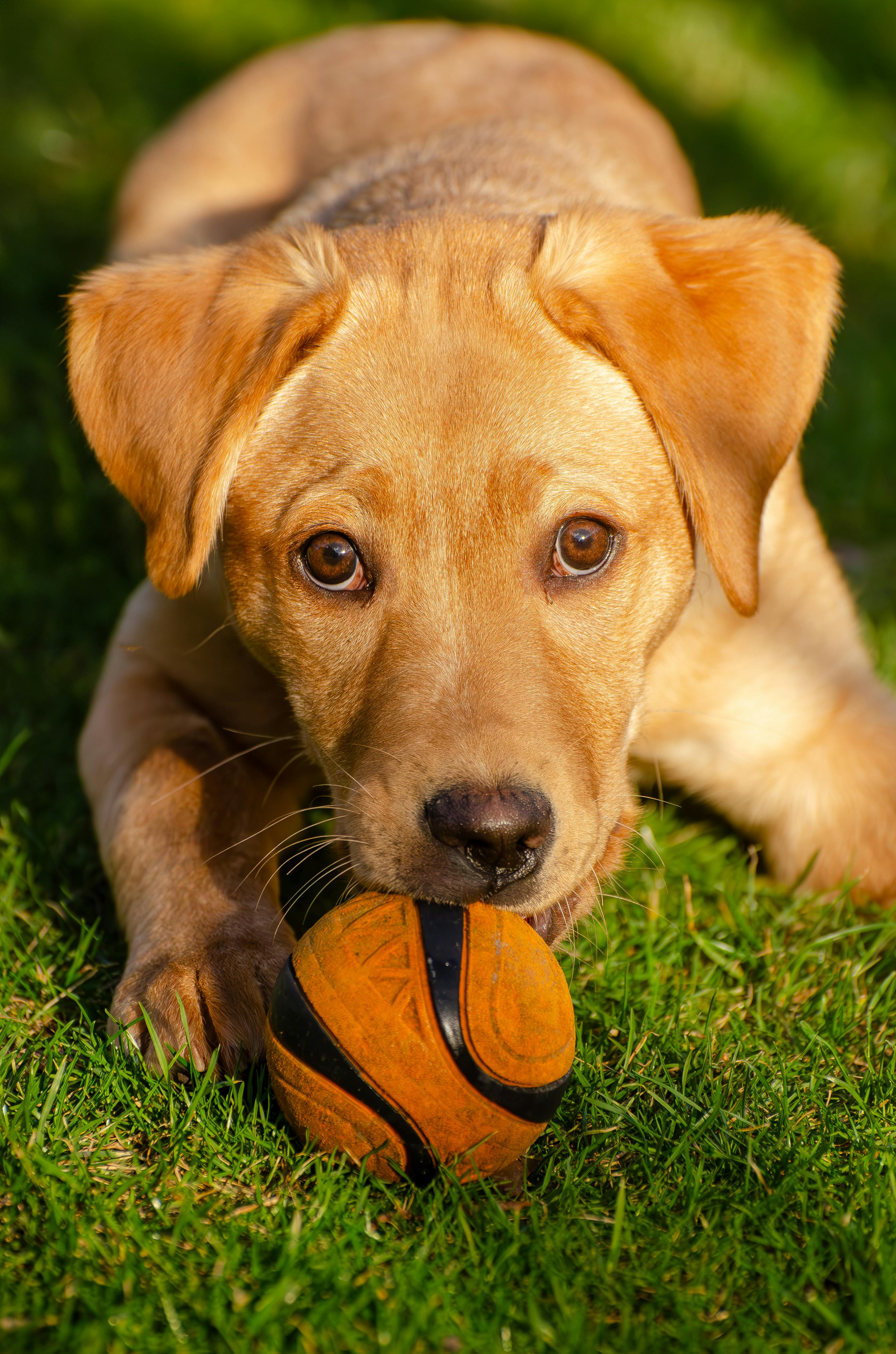 Dos Cachorros De Labrador Retriever Amarillo · Foto de stock gratuita