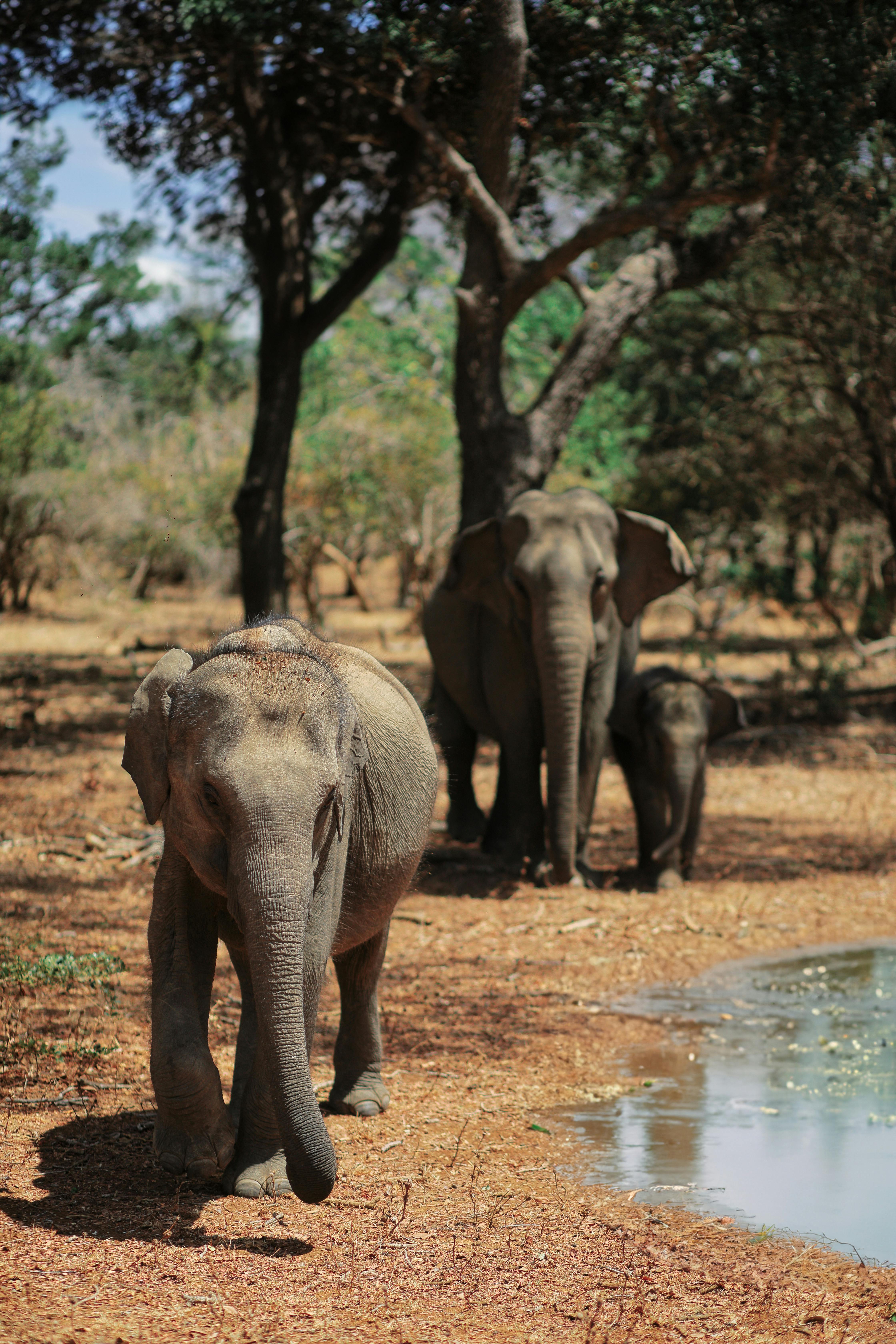 Photo of Baby Elephant Sleeping on the Ground · Free Stock Photo
