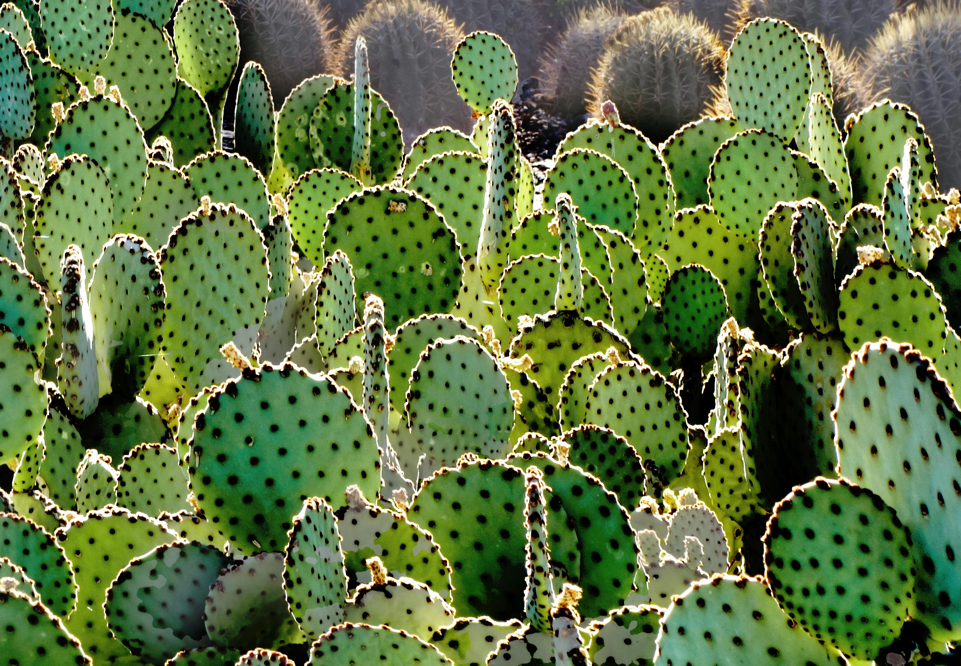 Green Flat Cacti Growing Outdoors · Free Stock Photo