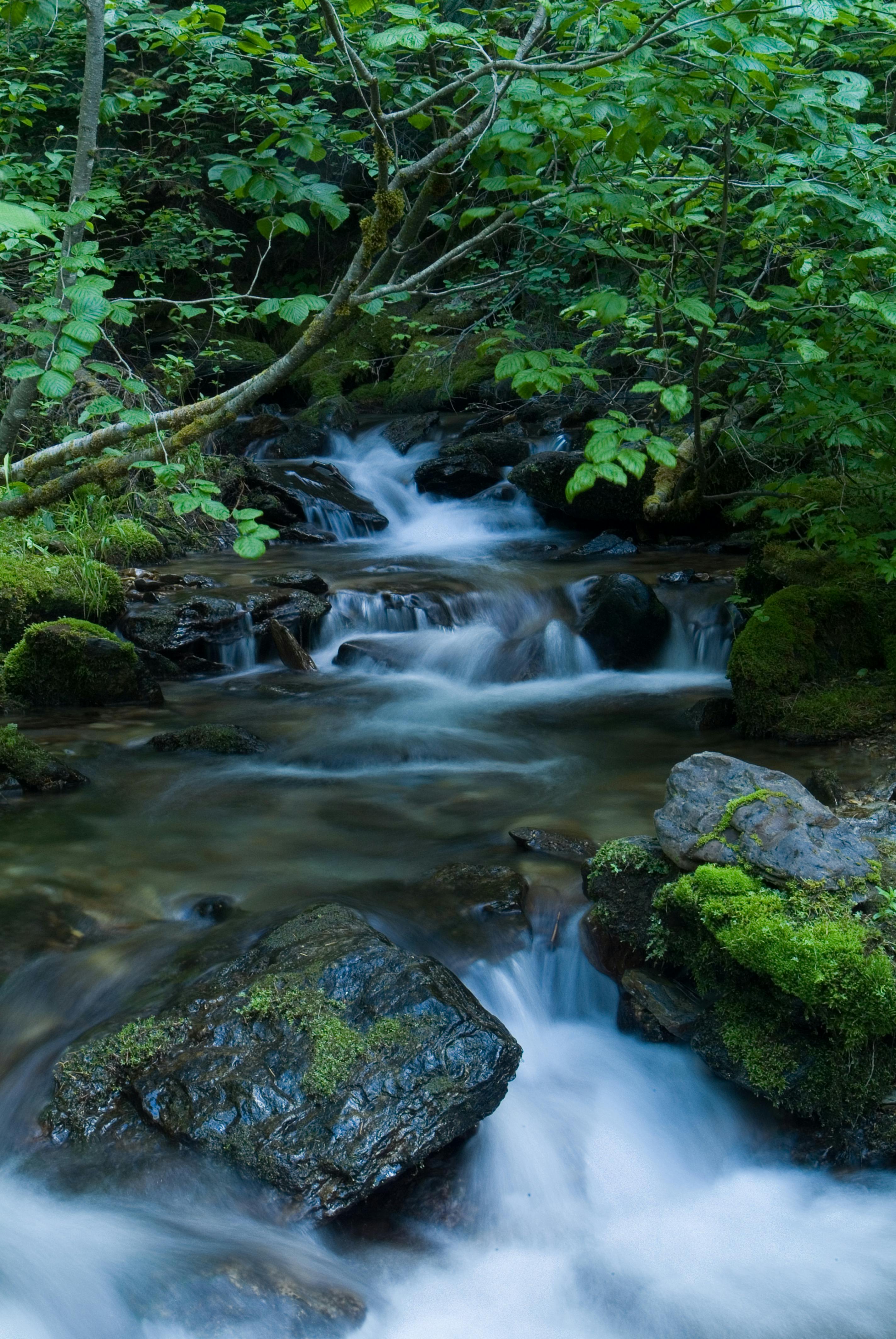Long Exposure of a Small Forest Stream · Free Stock Photo