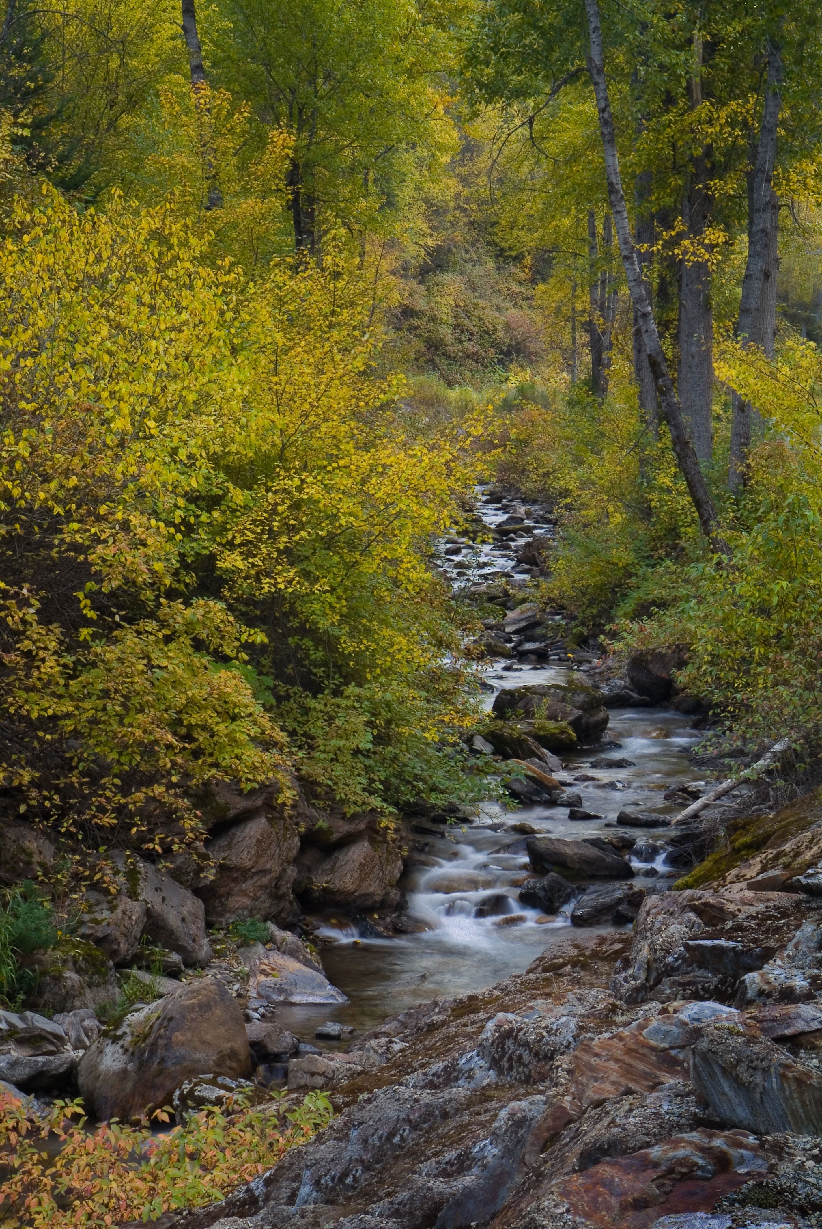 Ruisseau Dans Une Forêt · Photo gratuite