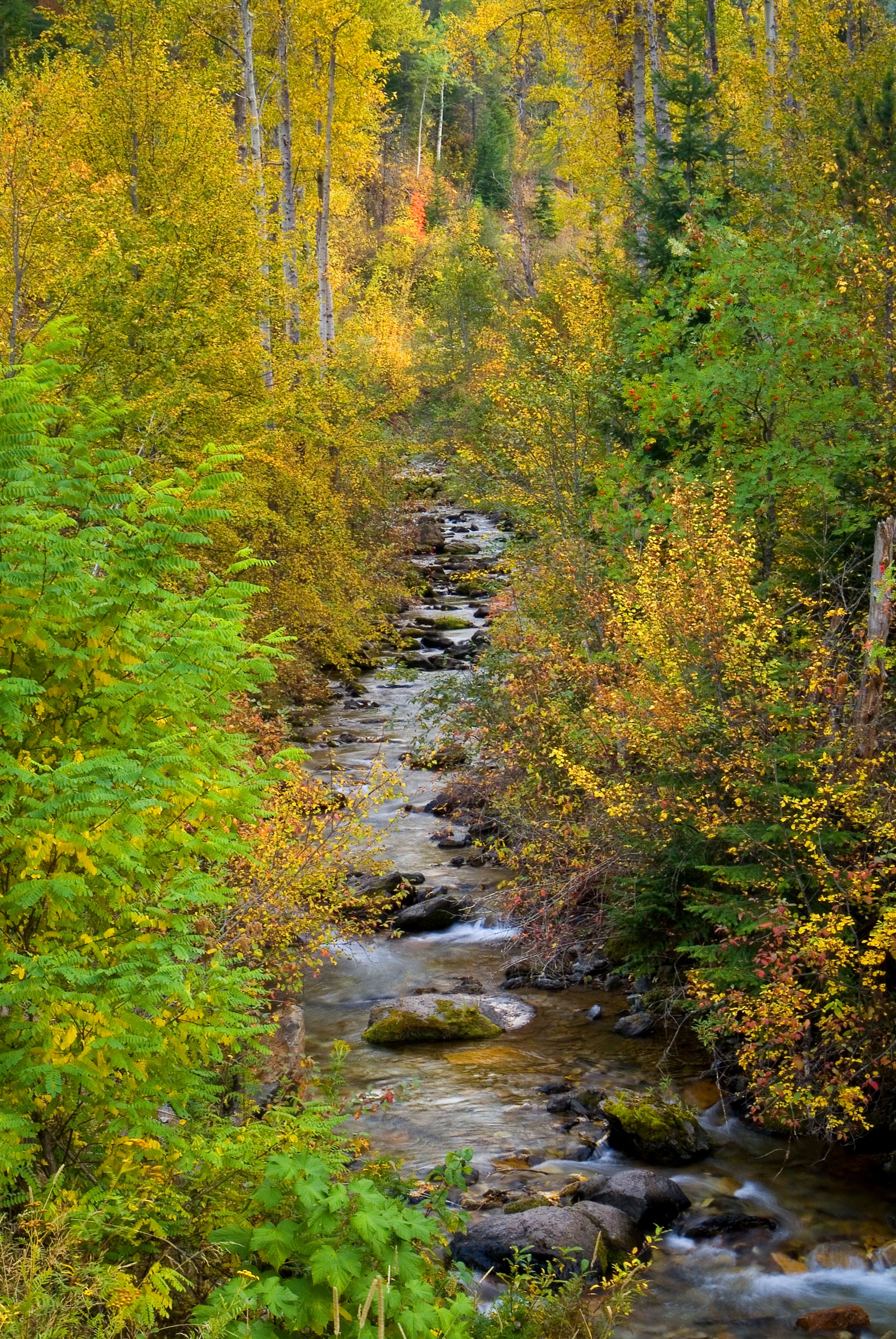 A Stream in Autumn · Free Stock Photo